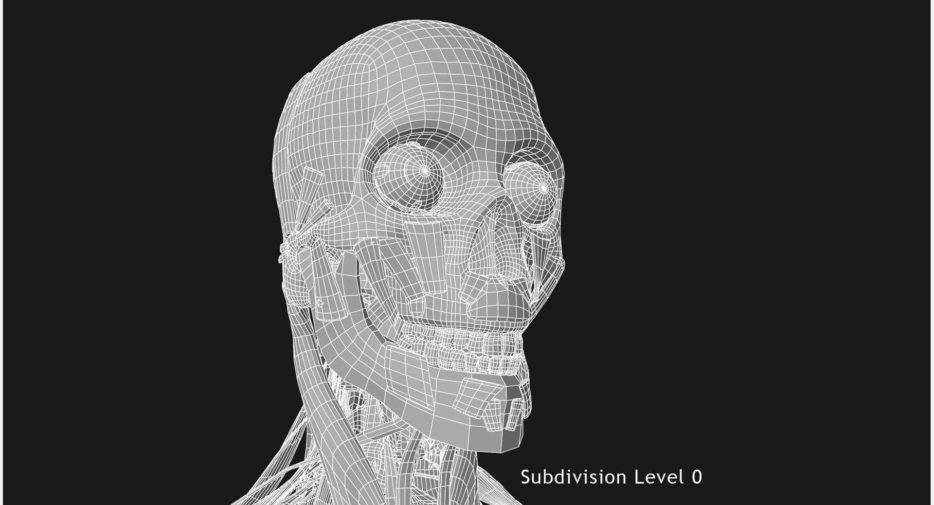 Male Muscle Anatomy - 3D Model by dcbittorf