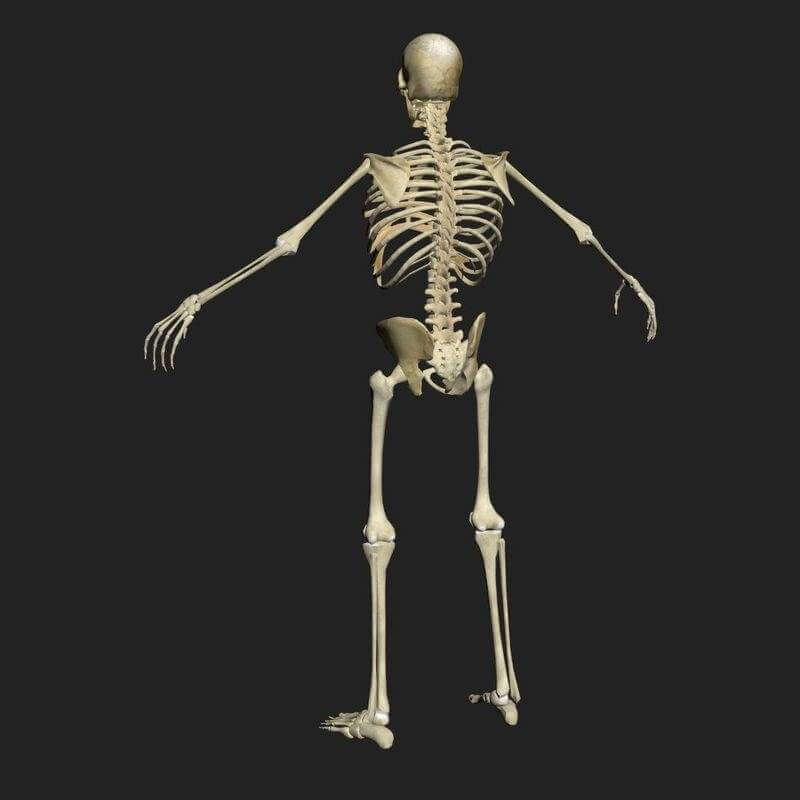 Male Skeleton - 3D Model by dcbittorf