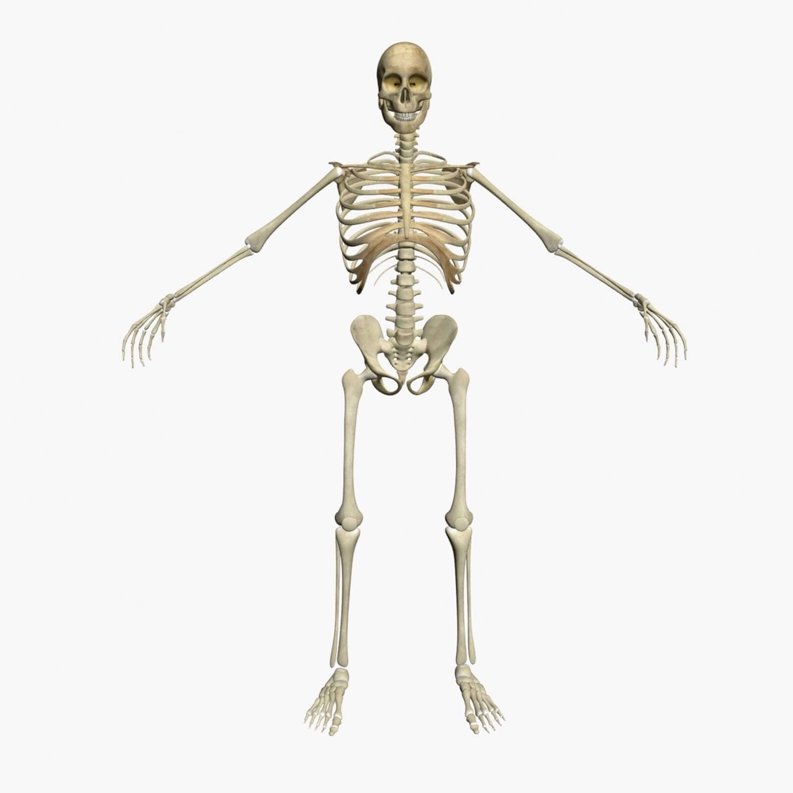 Male with Skeleton Combo - 3D Model by dcbittorf