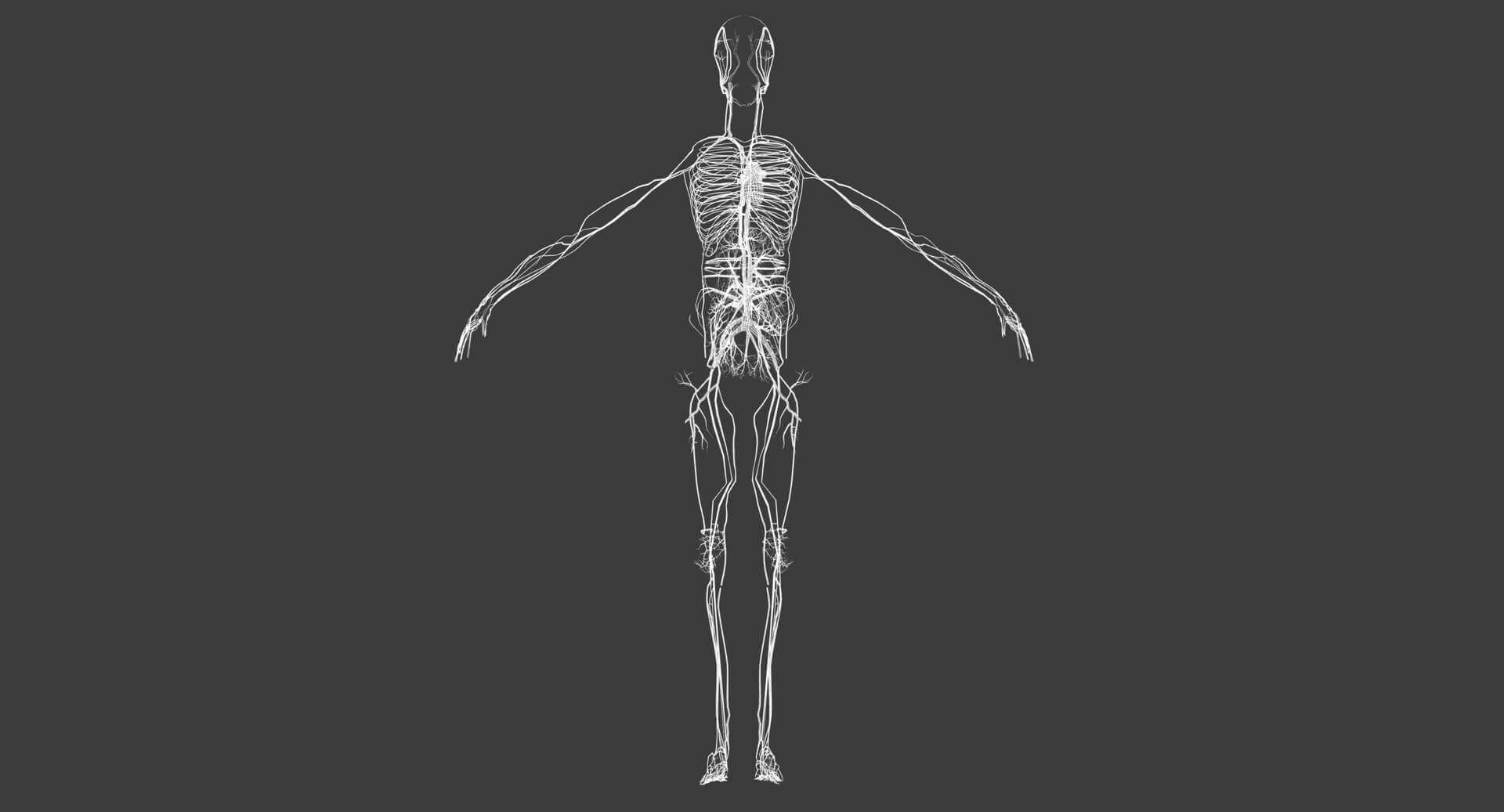 Motion Capture Female Anatomy - 3D Model by dcbittorf