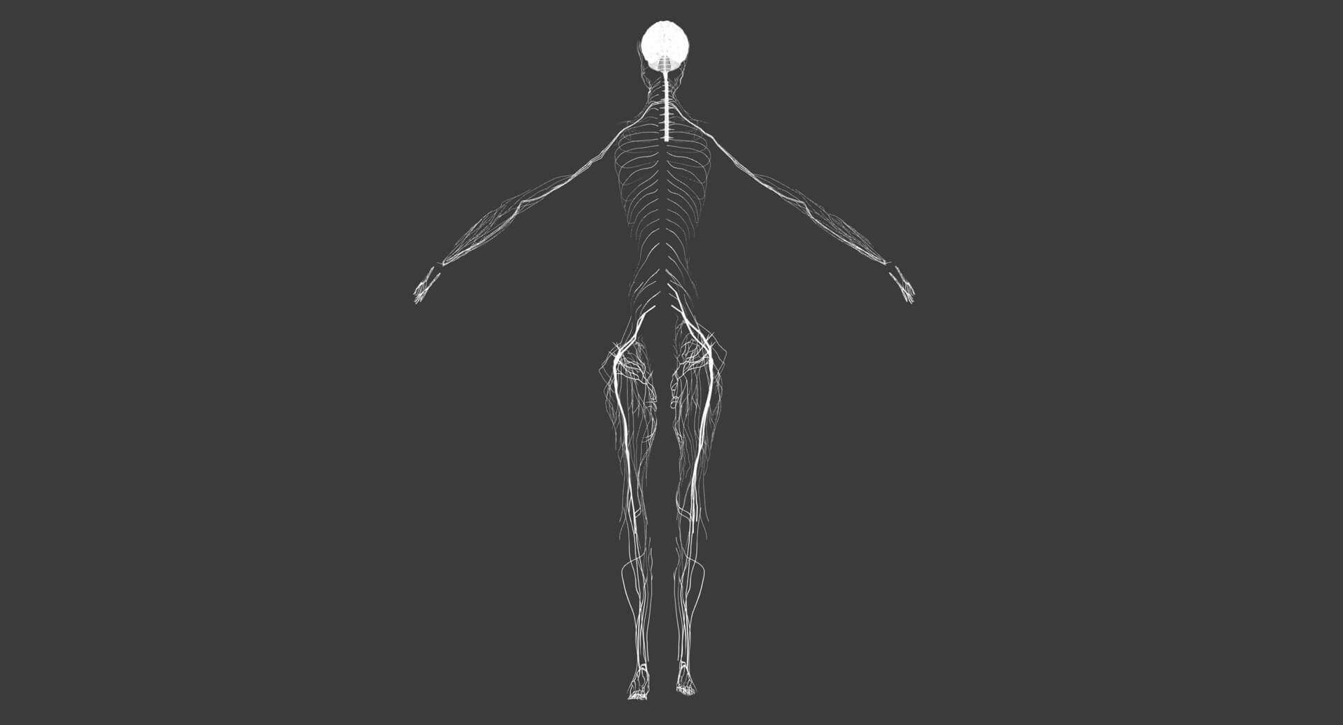 Motion Capture Female Anatomy - 3D Model by dcbittorf