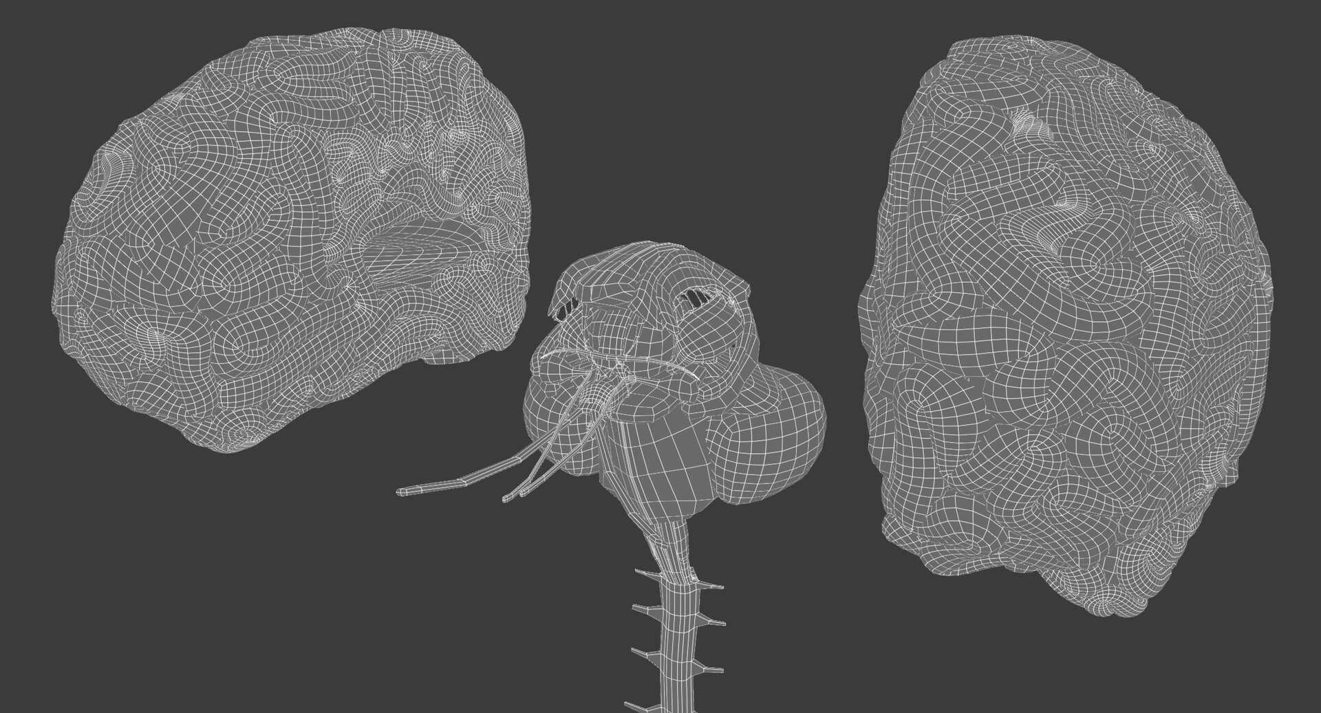 Motion Capture Female Anatomy - 3D Model by dcbittorf