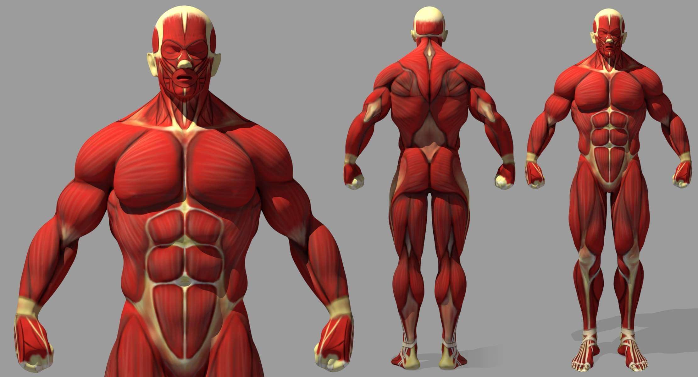 3d Muscle Anatomy