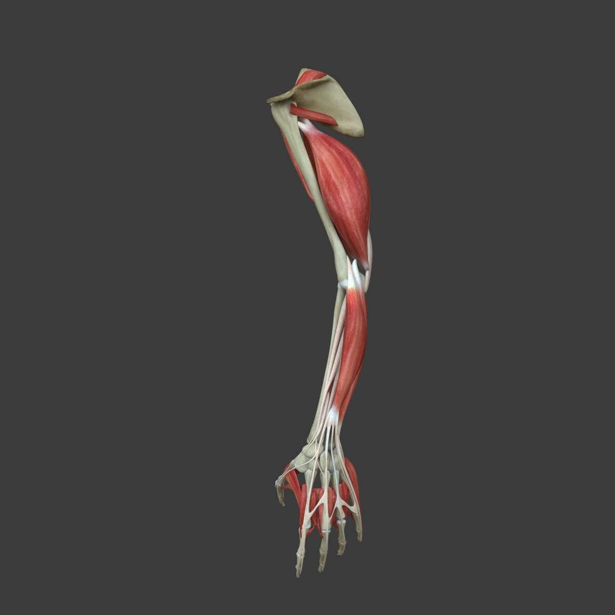 Muscles of the Human Arm - 3D Model by dcbittorf