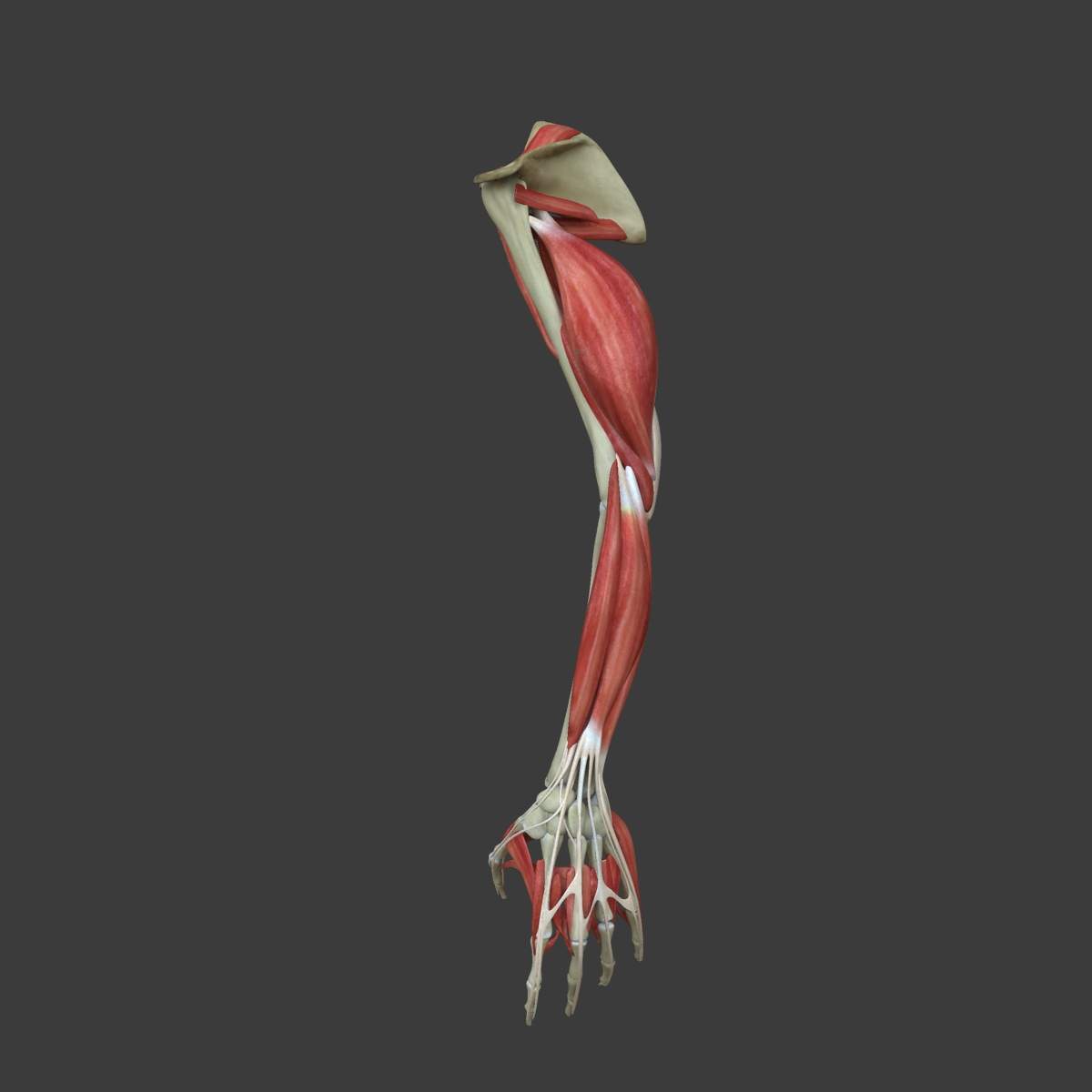 Muscles of the Human Arm - 3D Model by dcbittorf