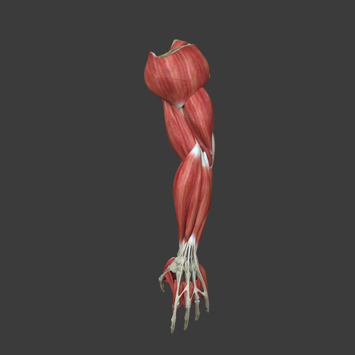 Muscles of the Human Arm - 3D Model by dcbittorf