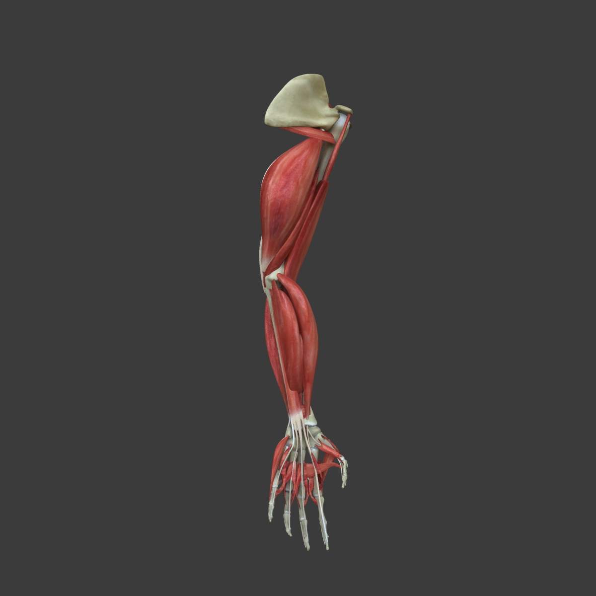 Muscles of the Human Arm - 3D Model by dcbittorf