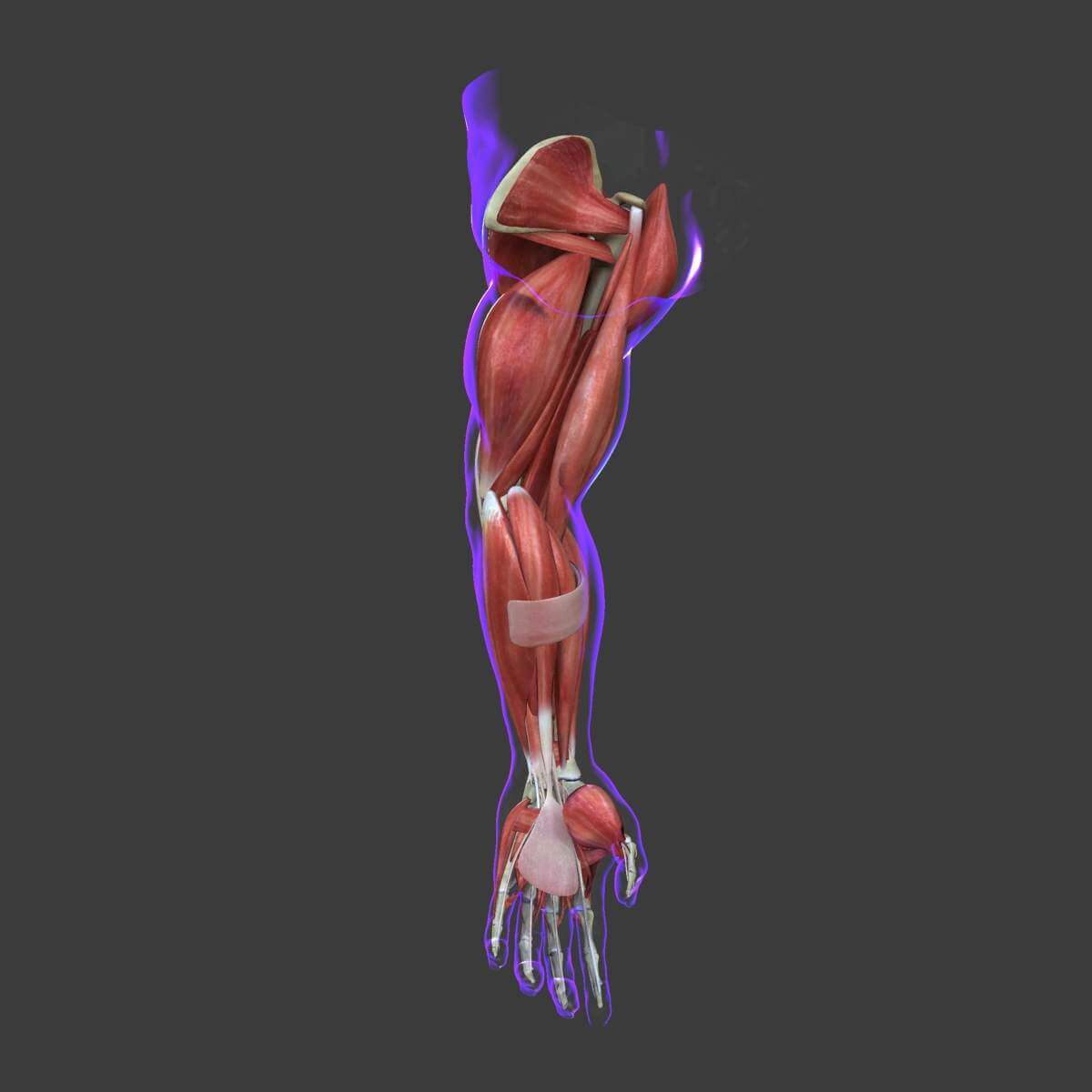 Muscles of the Human Arm - 3D Model by dcbittorf
