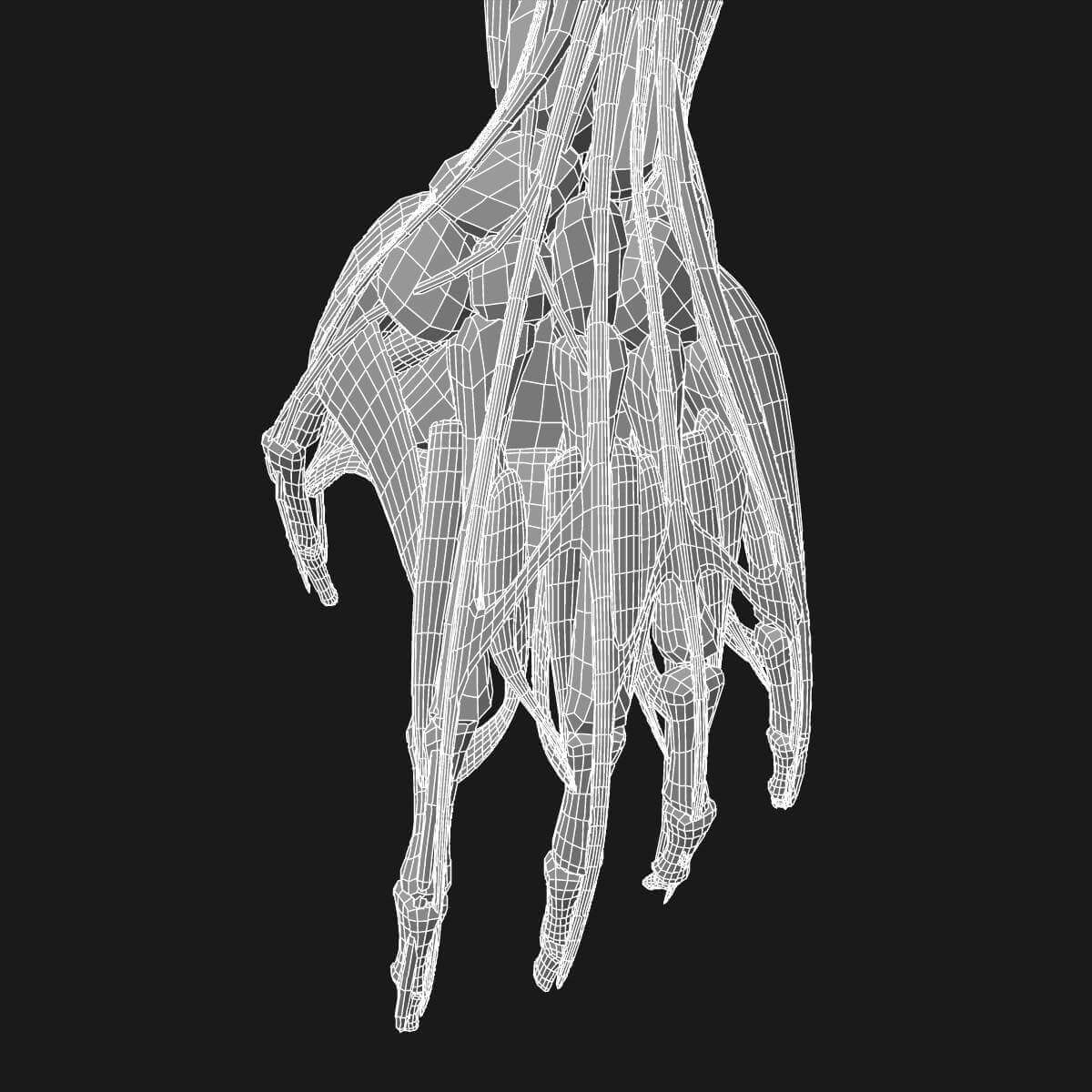 Muscles of the Human Arm - 3D Model by dcbittorf