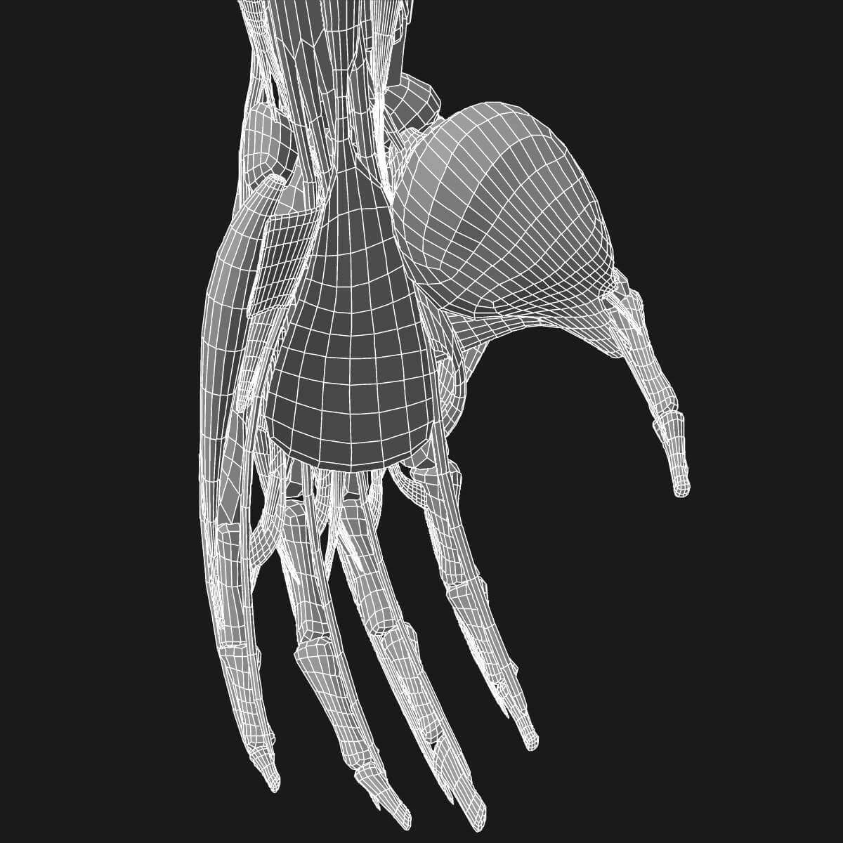 Muscles of the Human Arm - 3D Model by dcbittorf