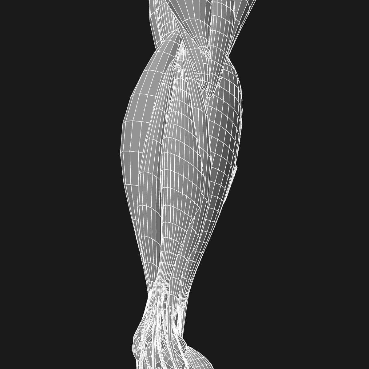Muscles of the Human Arm - 3D Model by dcbittorf
