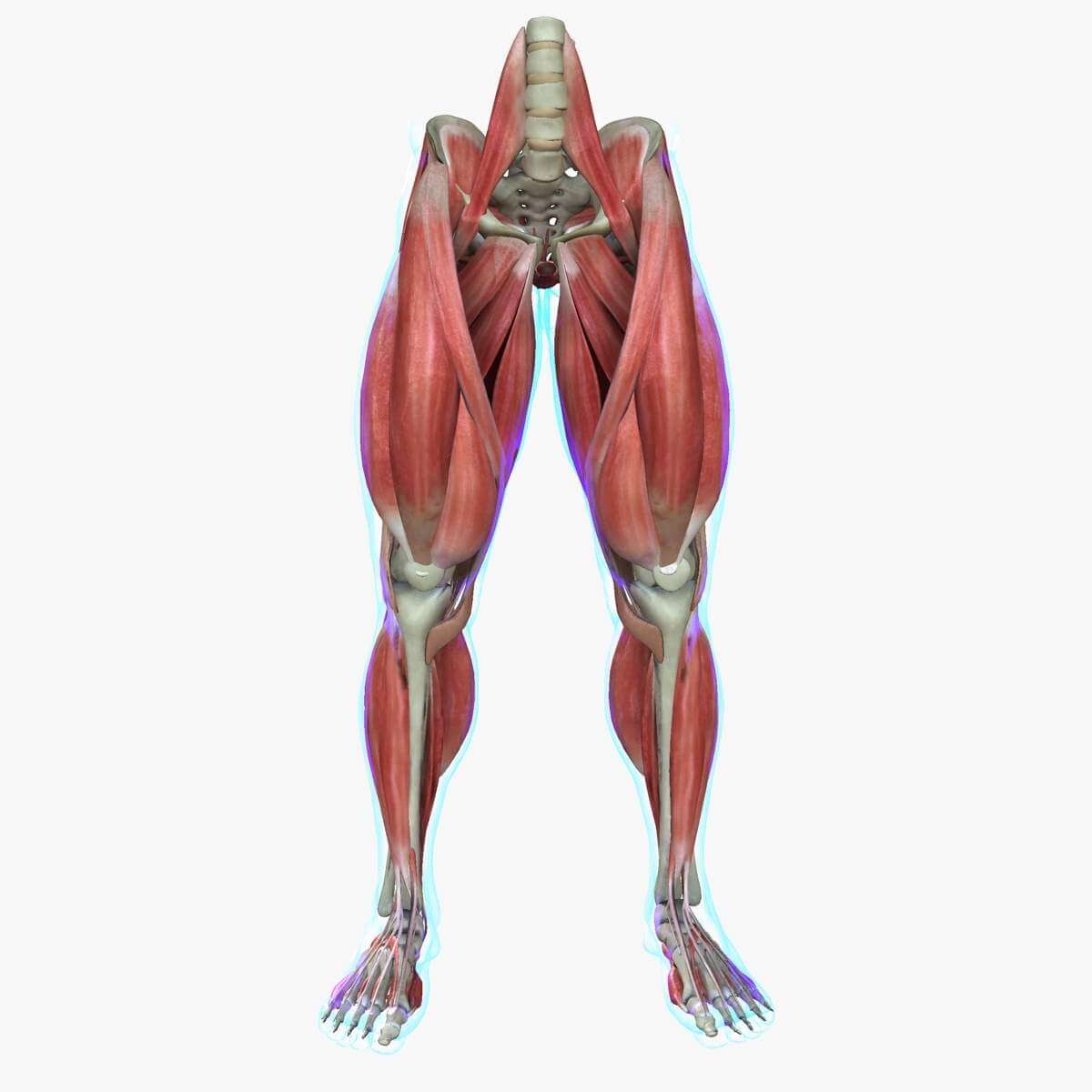 Muscles Of The Human Leg 3D Model By Dcbittorf