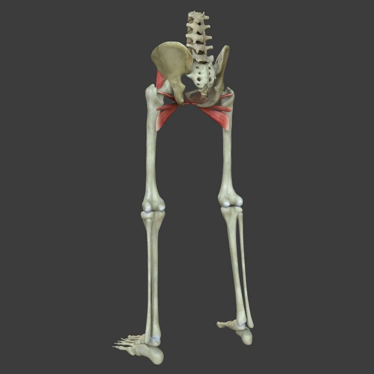 Muscles of the Human Leg - 3D Model by dcbittorf