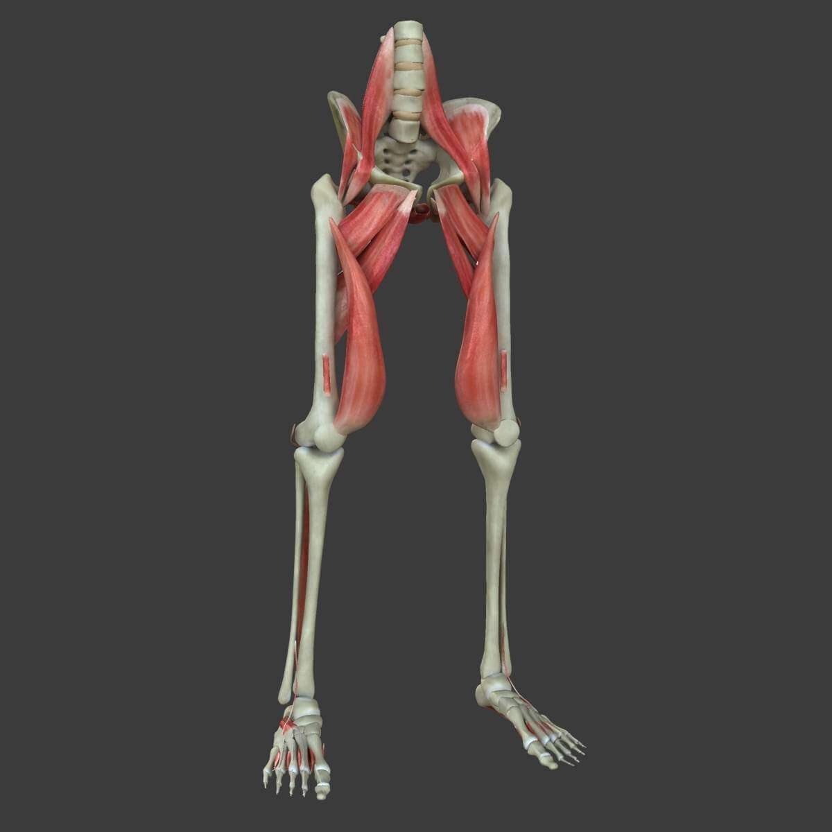 Muscles of the Human Leg - 3D Model by dcbittorf