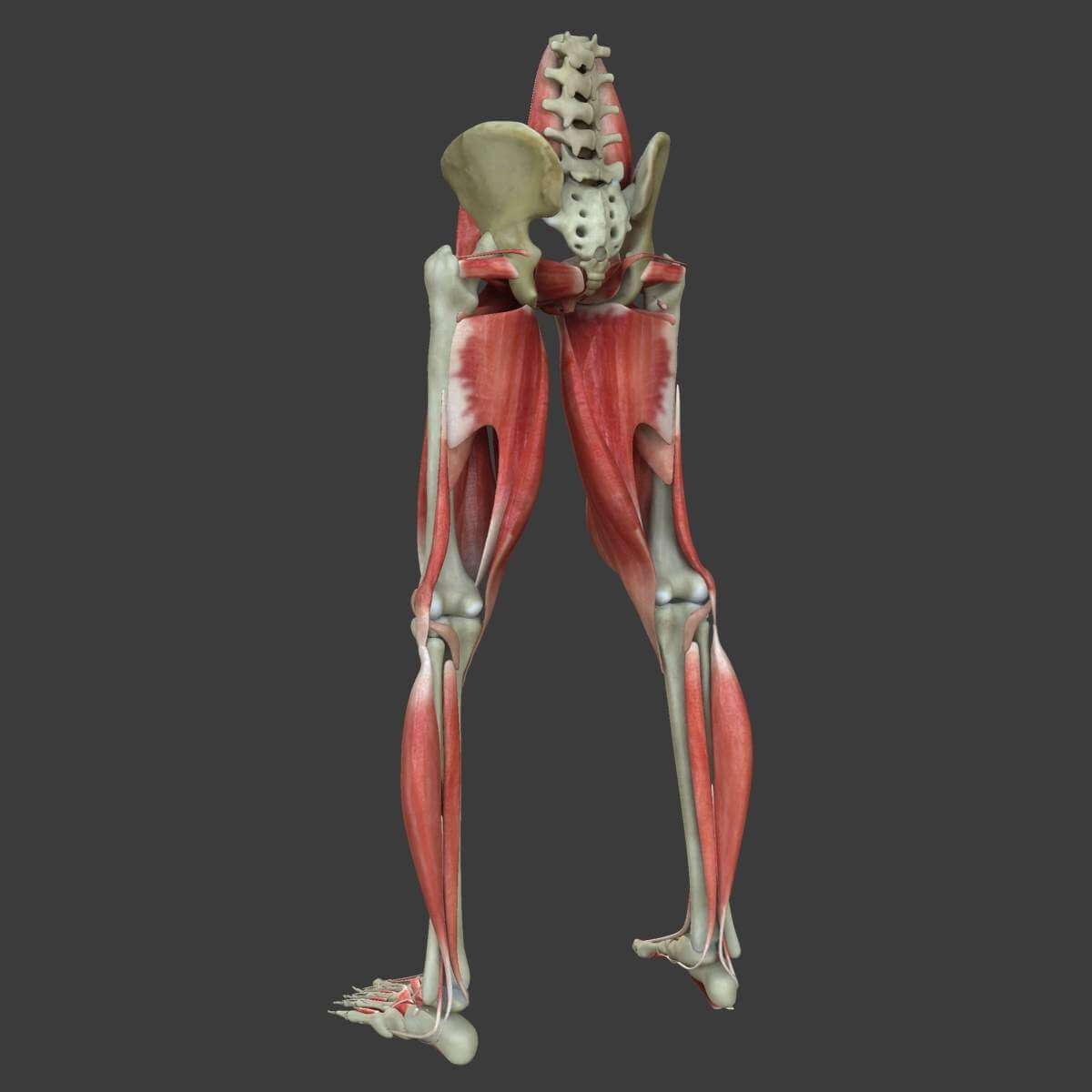 Muscles of the Human Leg - 3D Model by dcbittorf
