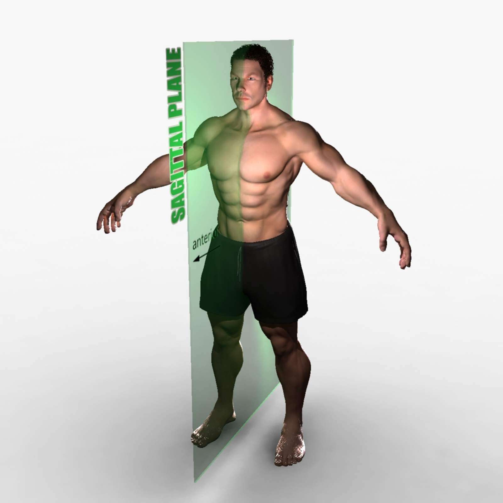Planes of Body Male - 3D Model by dcbittorf