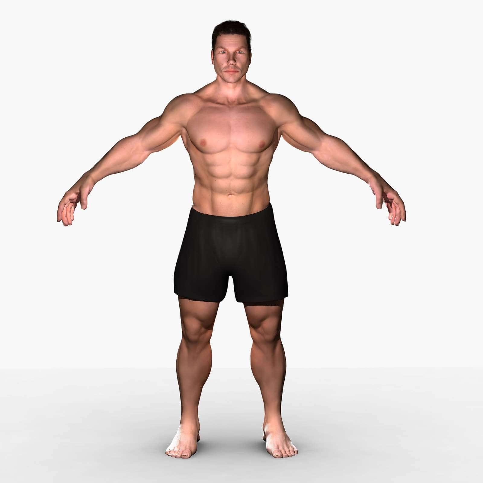Planes of Body Male - 3D Model by dcbittorf