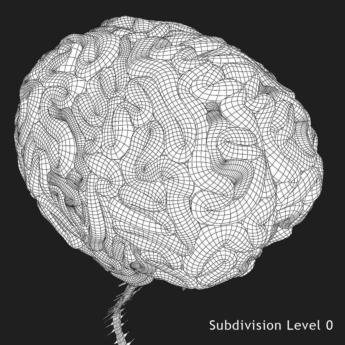 Realistic Human Brain - 3D Model by dcbittorf
