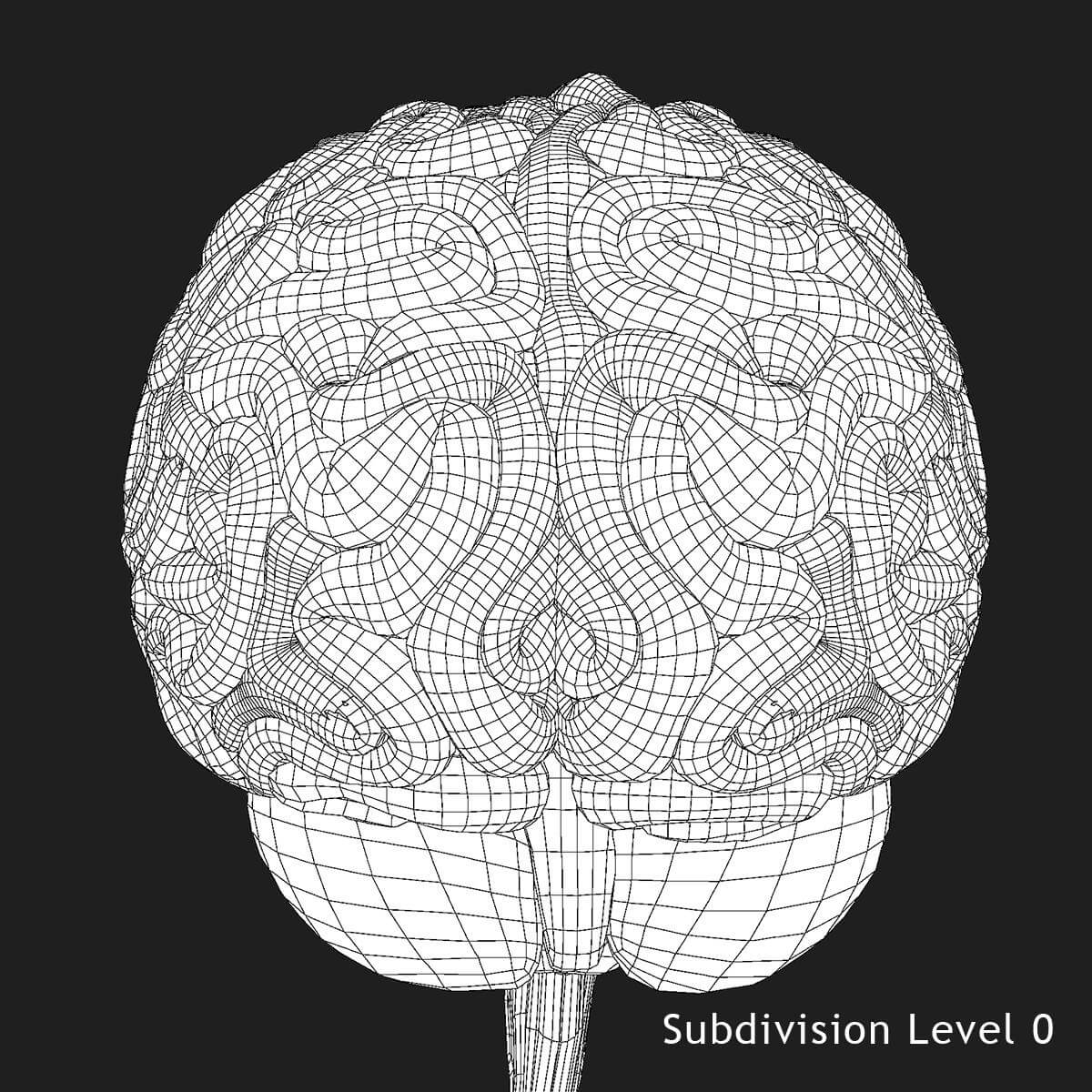 Realistic Human Brain - 3D Model by dcbittorf