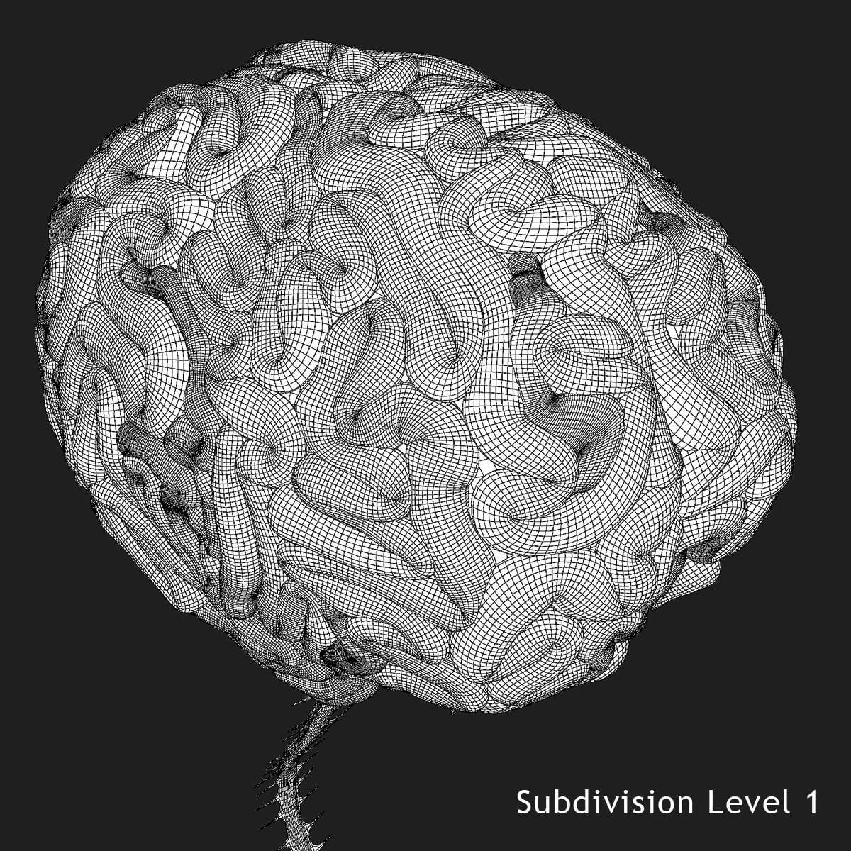 Realistic Human Brain - 3D Model by dcbittorf
