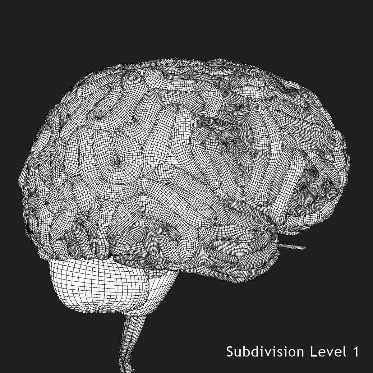 Realistic Human Brain - 3D Model by dcbittorf