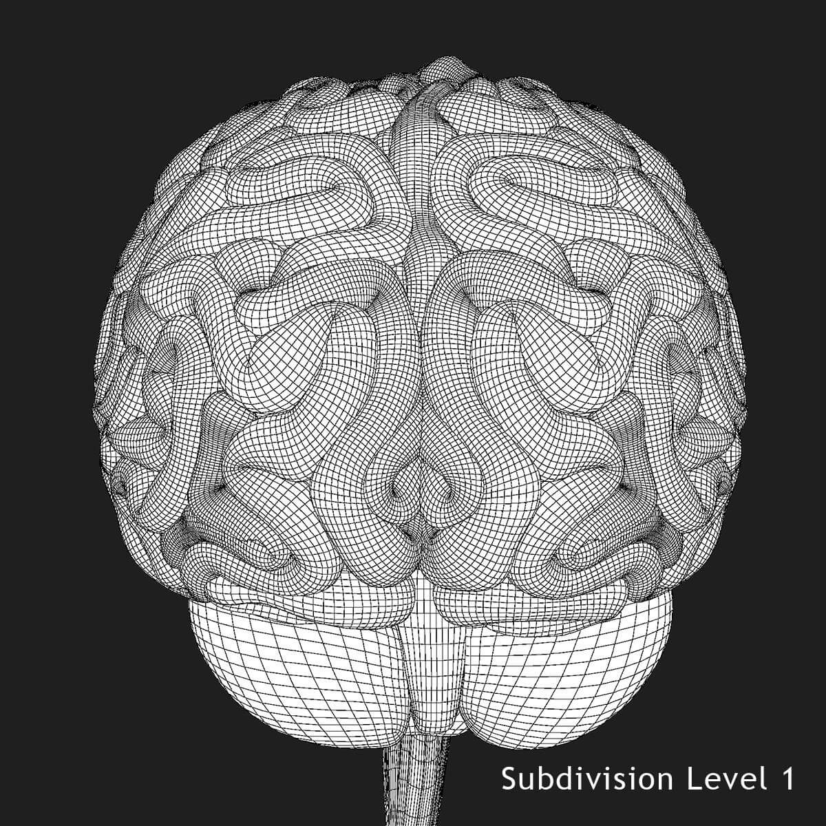 Realistic Human Brain - 3D Model by dcbittorf