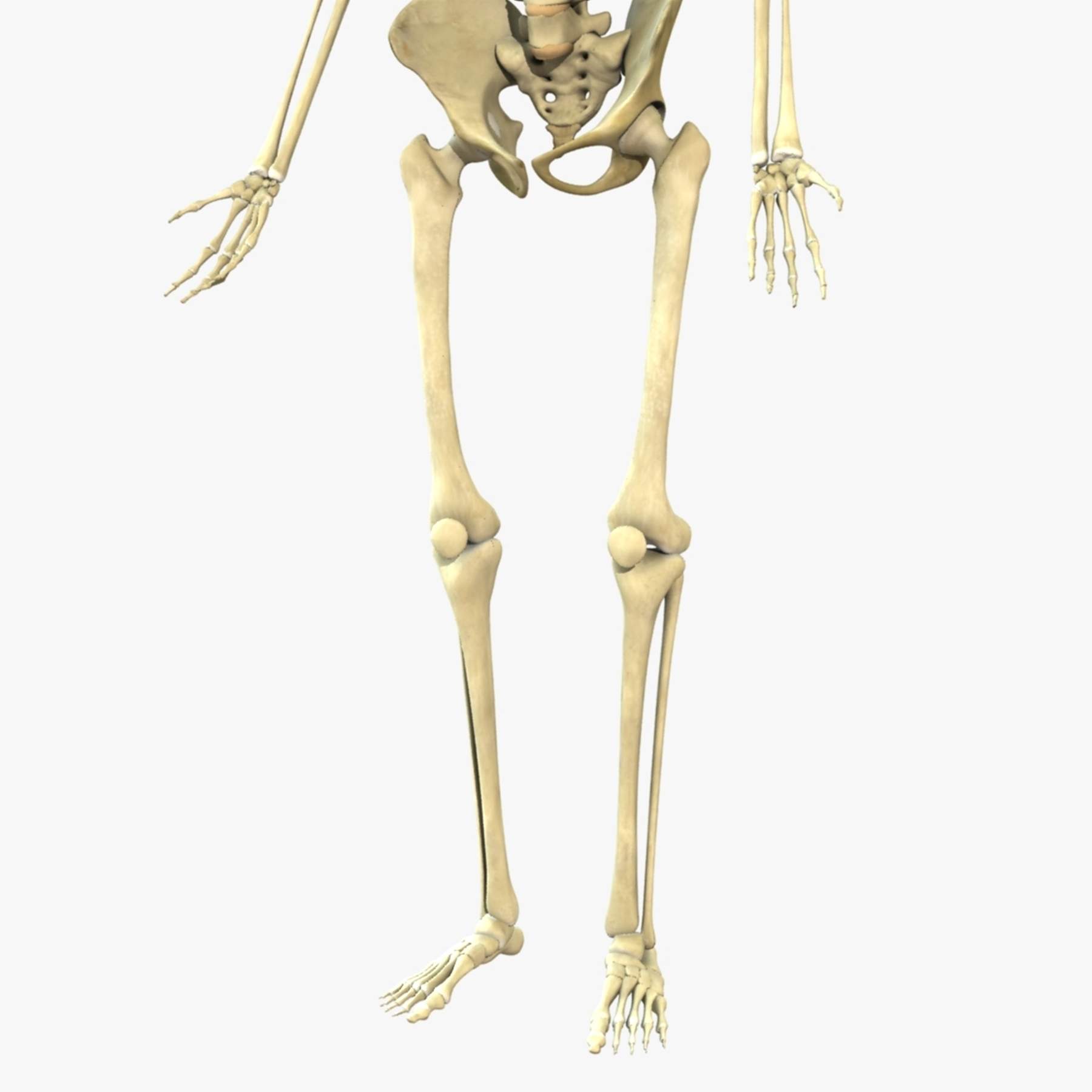 Rigged Human Combo with Skeleton - 3D Model by dcbittorf