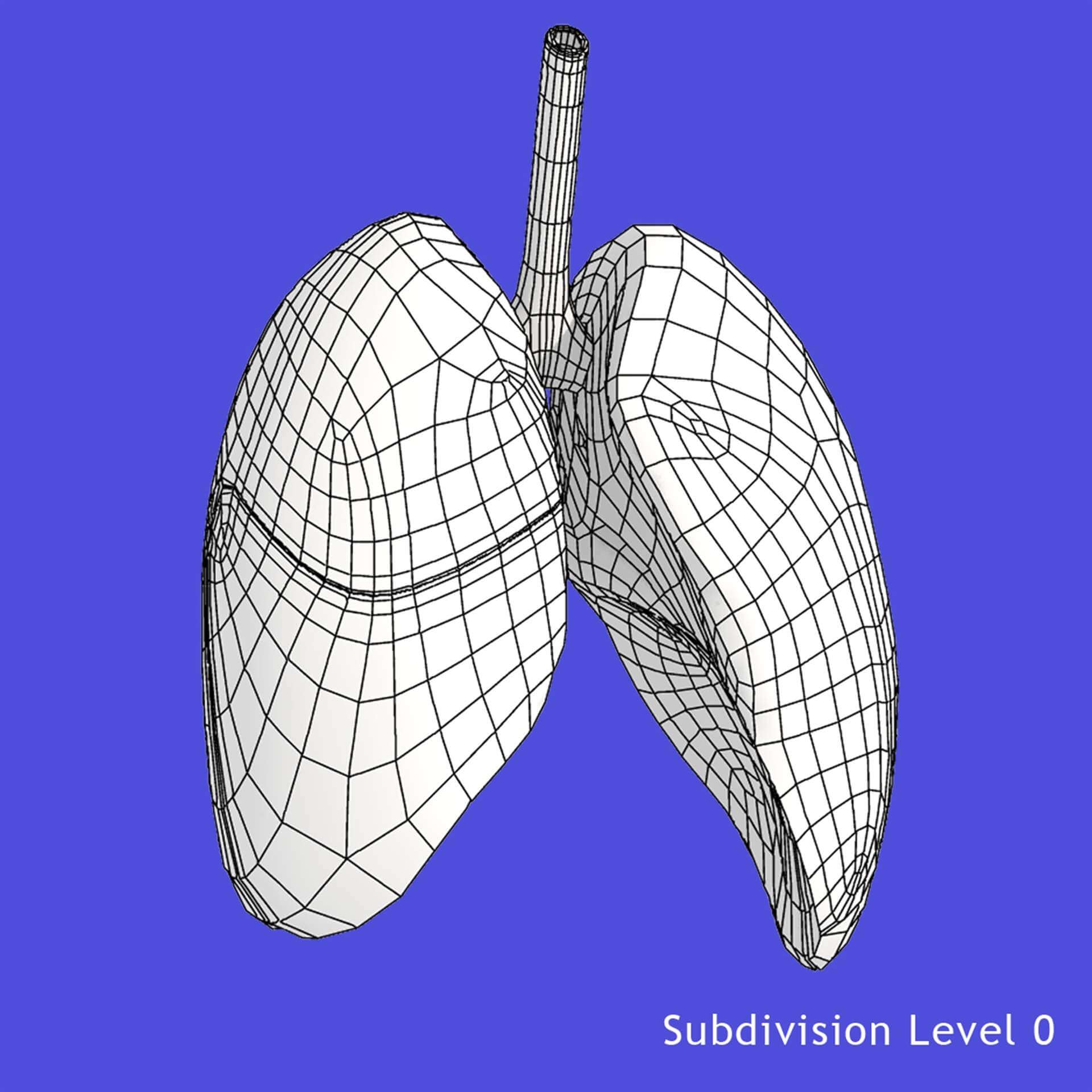 Human Lungs - 3D Model by dcbittorf