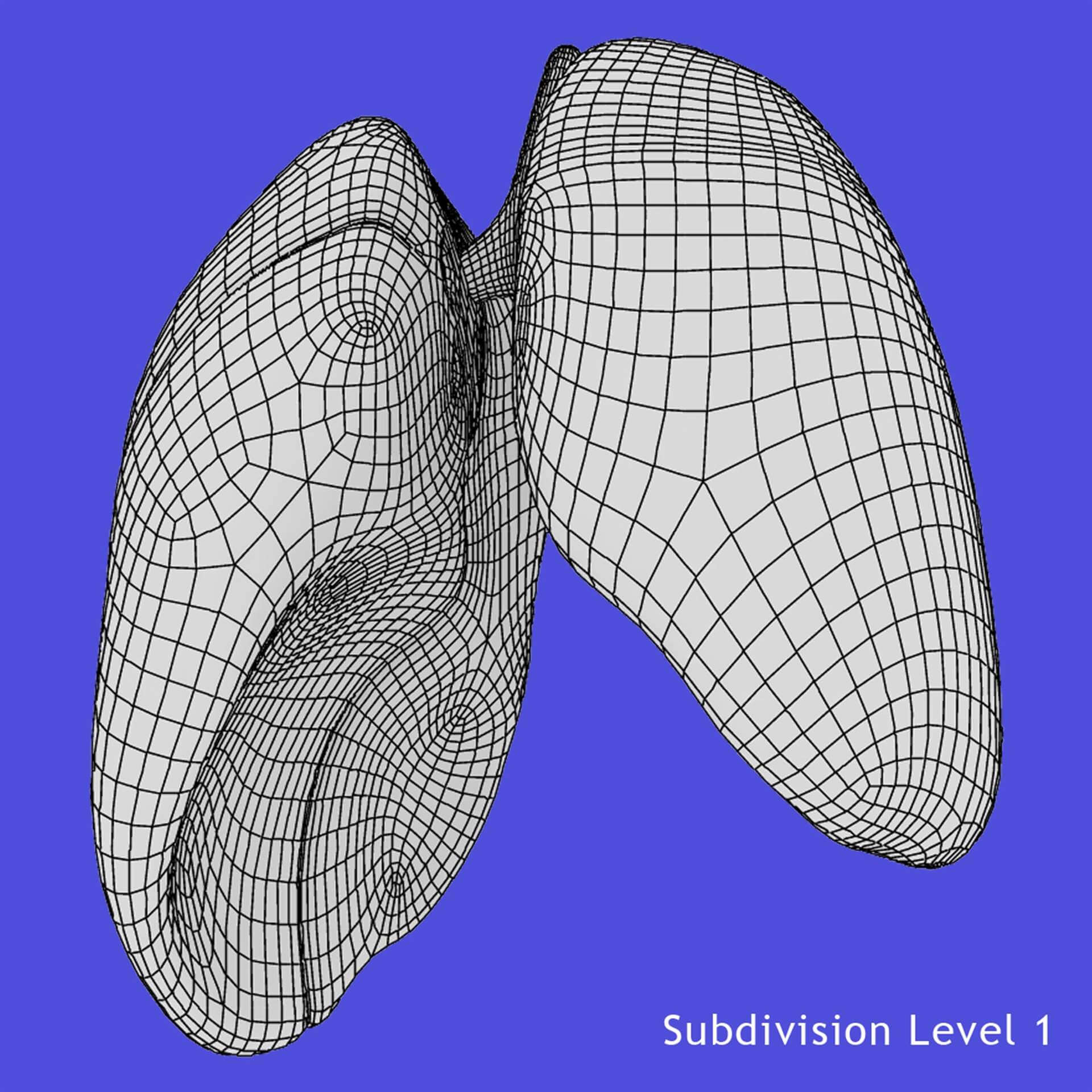 Human Lungs - 3D Model by dcbittorf