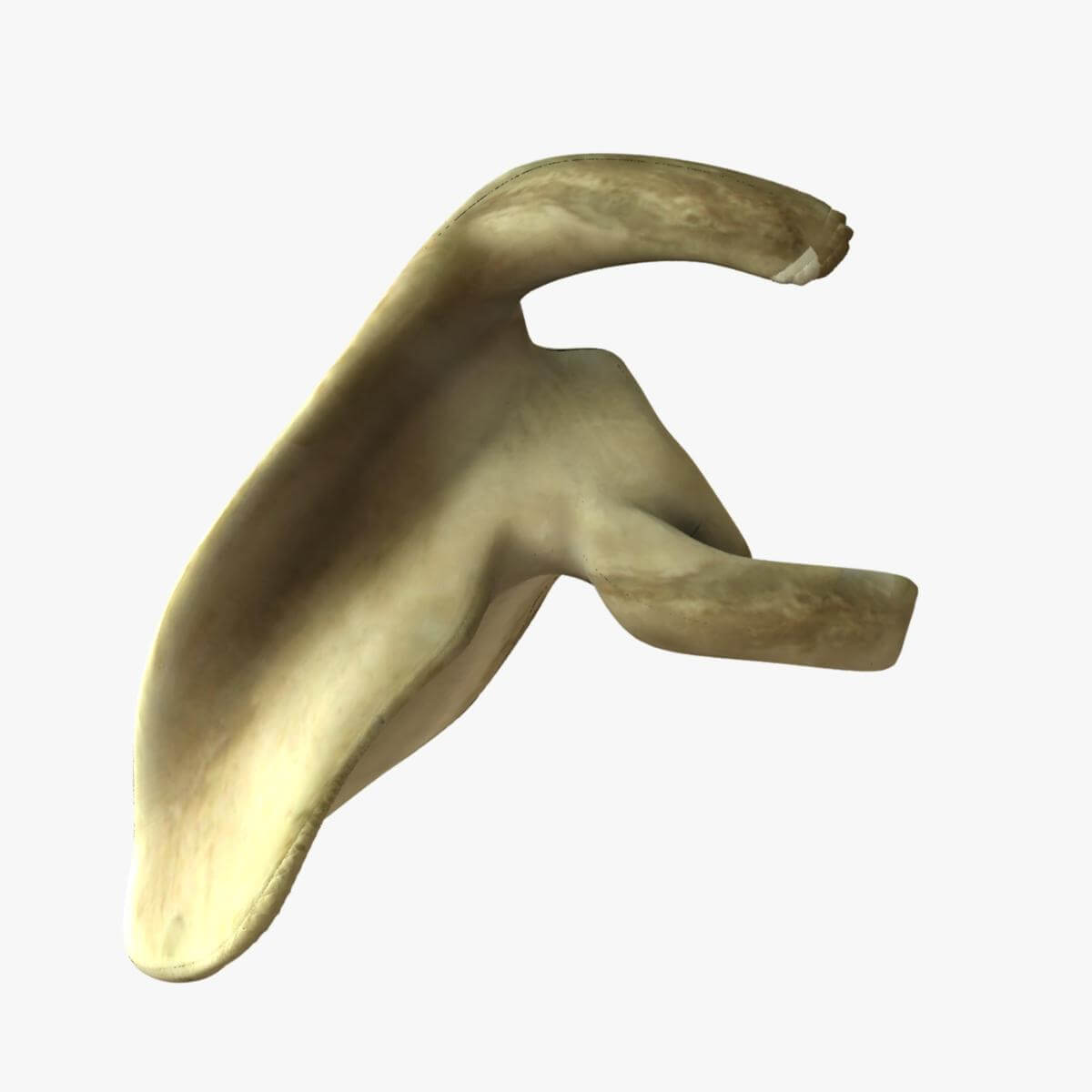Skeleton Scapula - 3D Model by dcbittorf