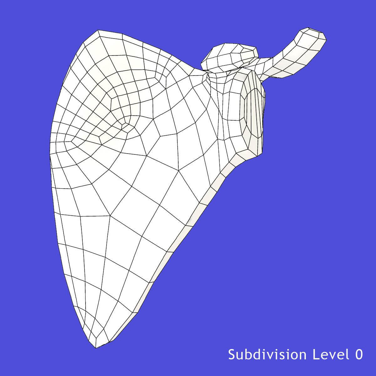 Skeleton Scapula - 3D Model by dcbittorf