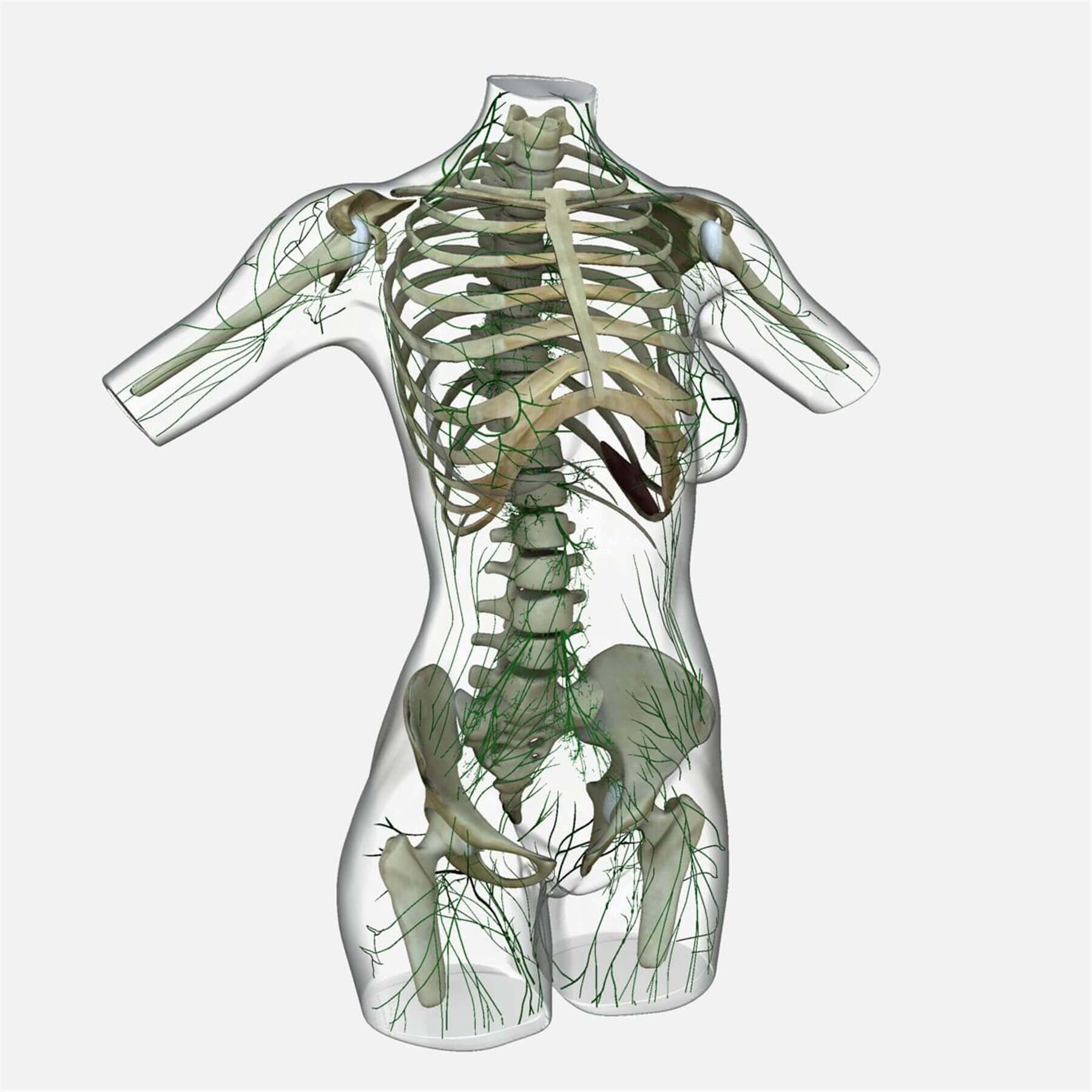 Ultimate African American Female Torso - 3D Model by dcbittorf