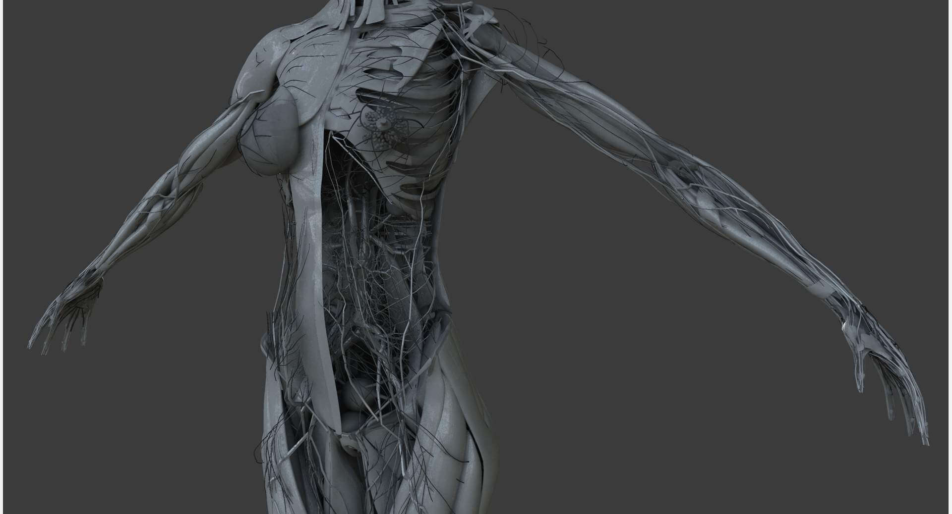Ultimate Anatomy Project Combo - 3D Model by dcbittorf