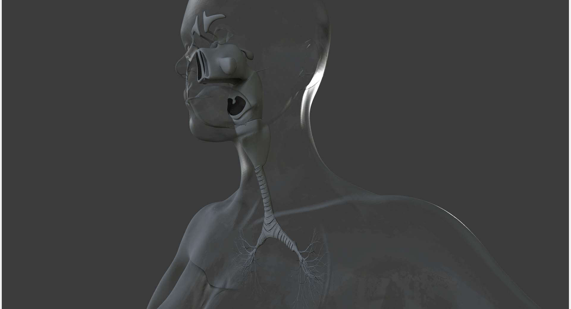 Ultimate Anatomy Project Combo - 3D Model by dcbittorf