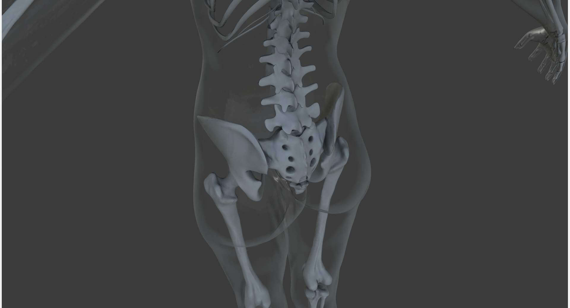 Ultimate Anatomy Project Combo - 3D Model by dcbittorf