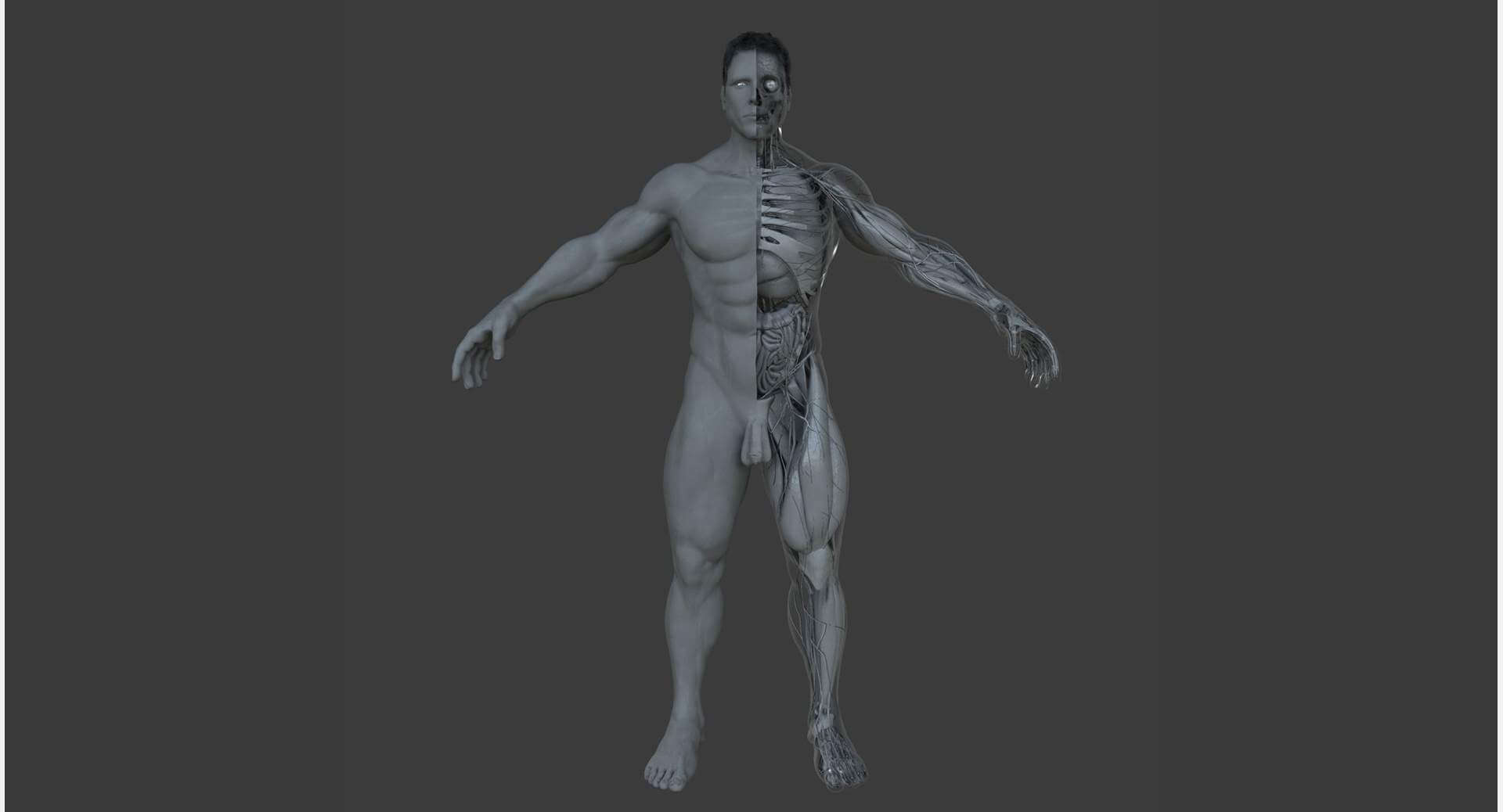 Ultimate Anatomy Project Combo - 3D Model by dcbittorf