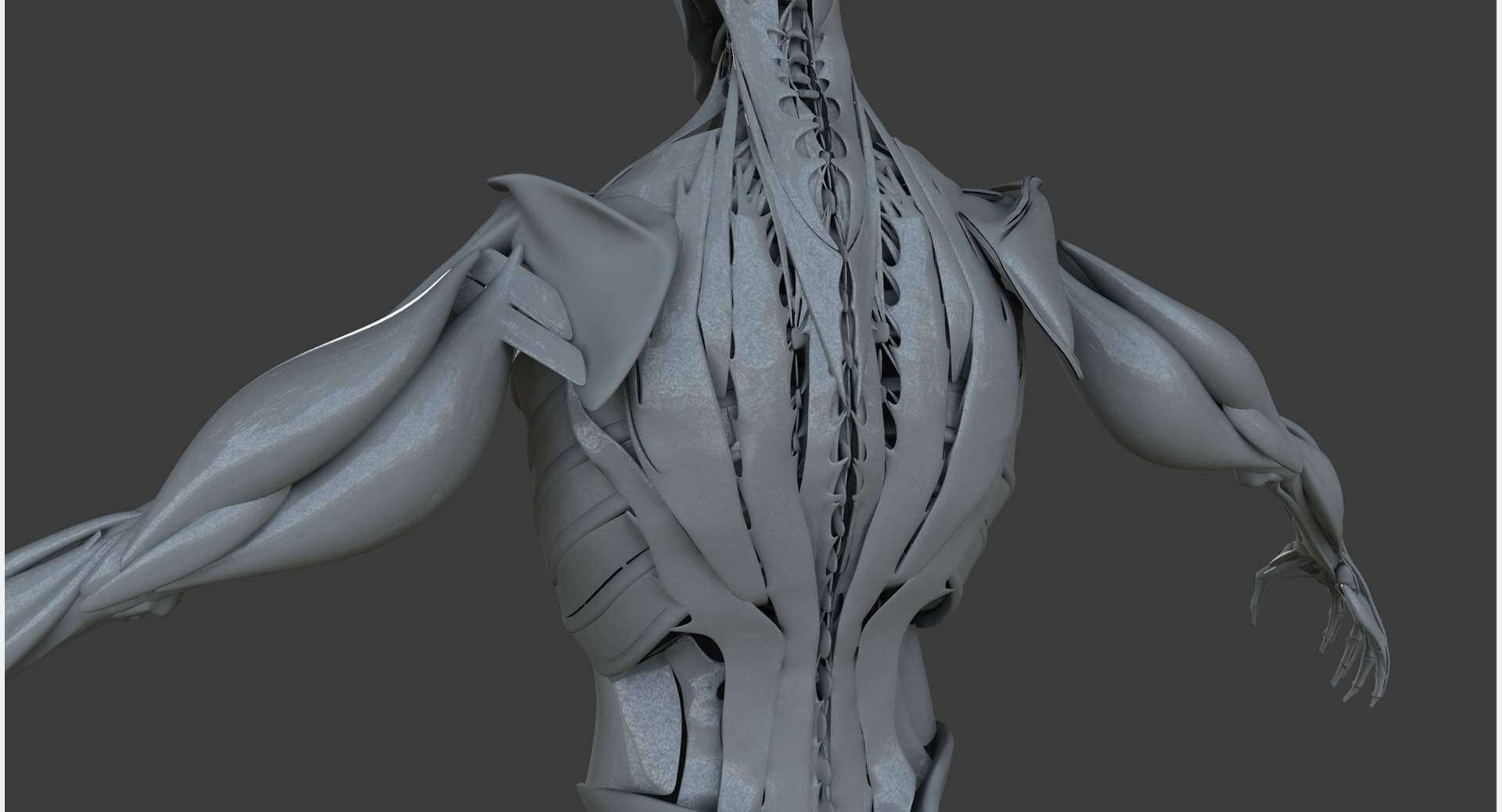 Ultimate Anatomy Project Combo - 3D Model by dcbittorf