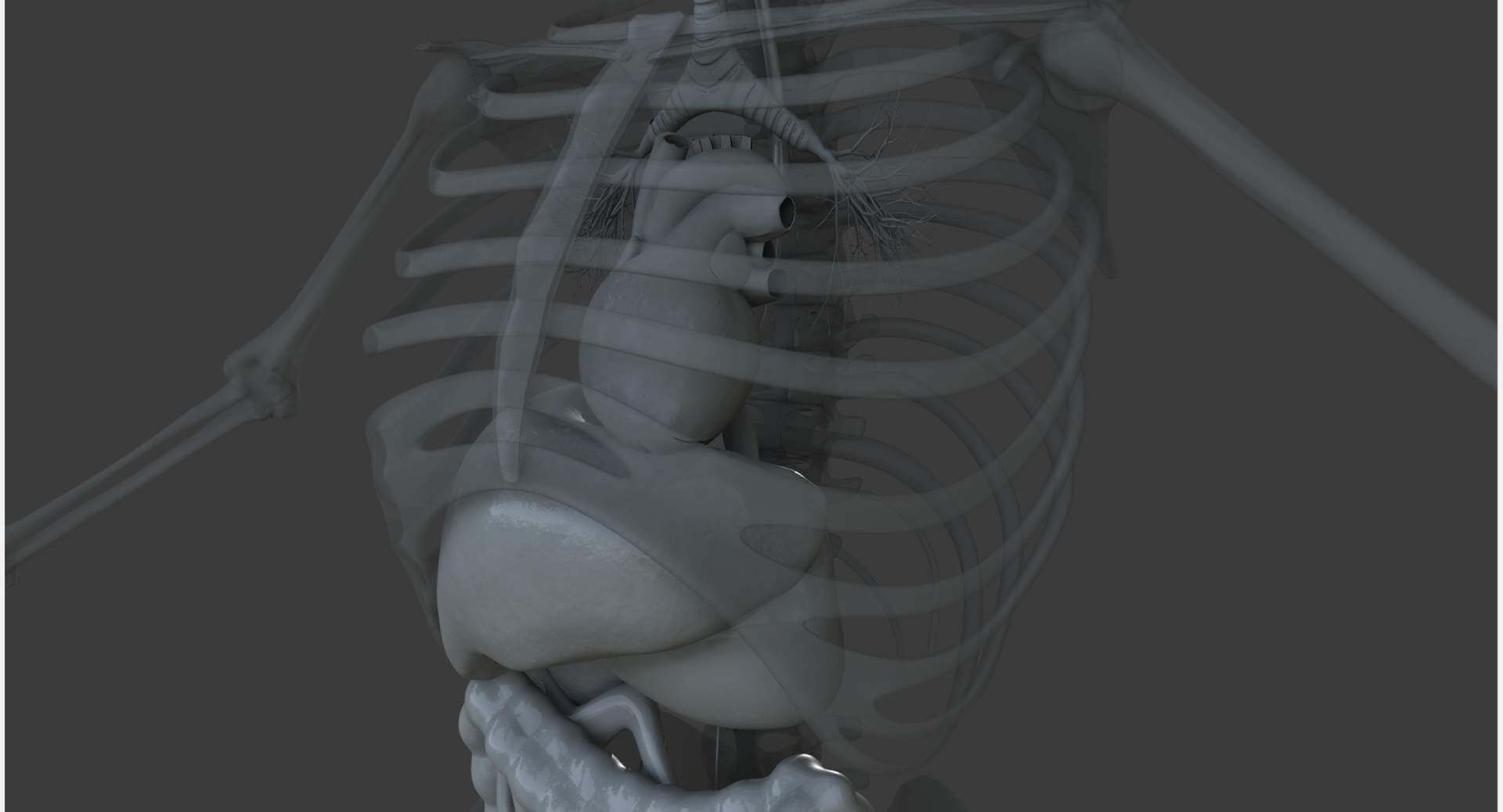 Ultimate Anatomy Project Combo - 3D Model by dcbittorf