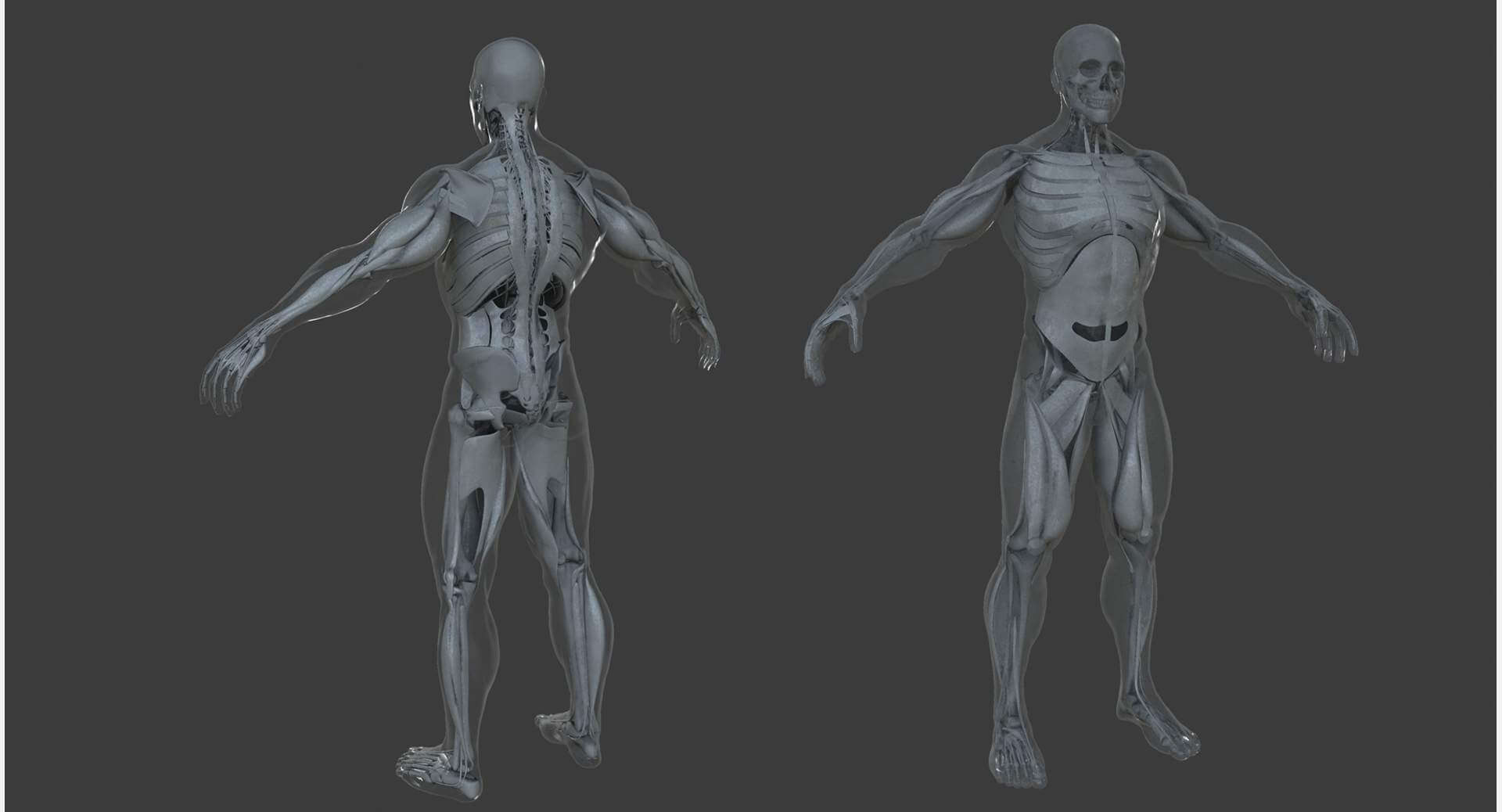 Ultimate Anatomy Project Combo - 3D Model by dcbittorf