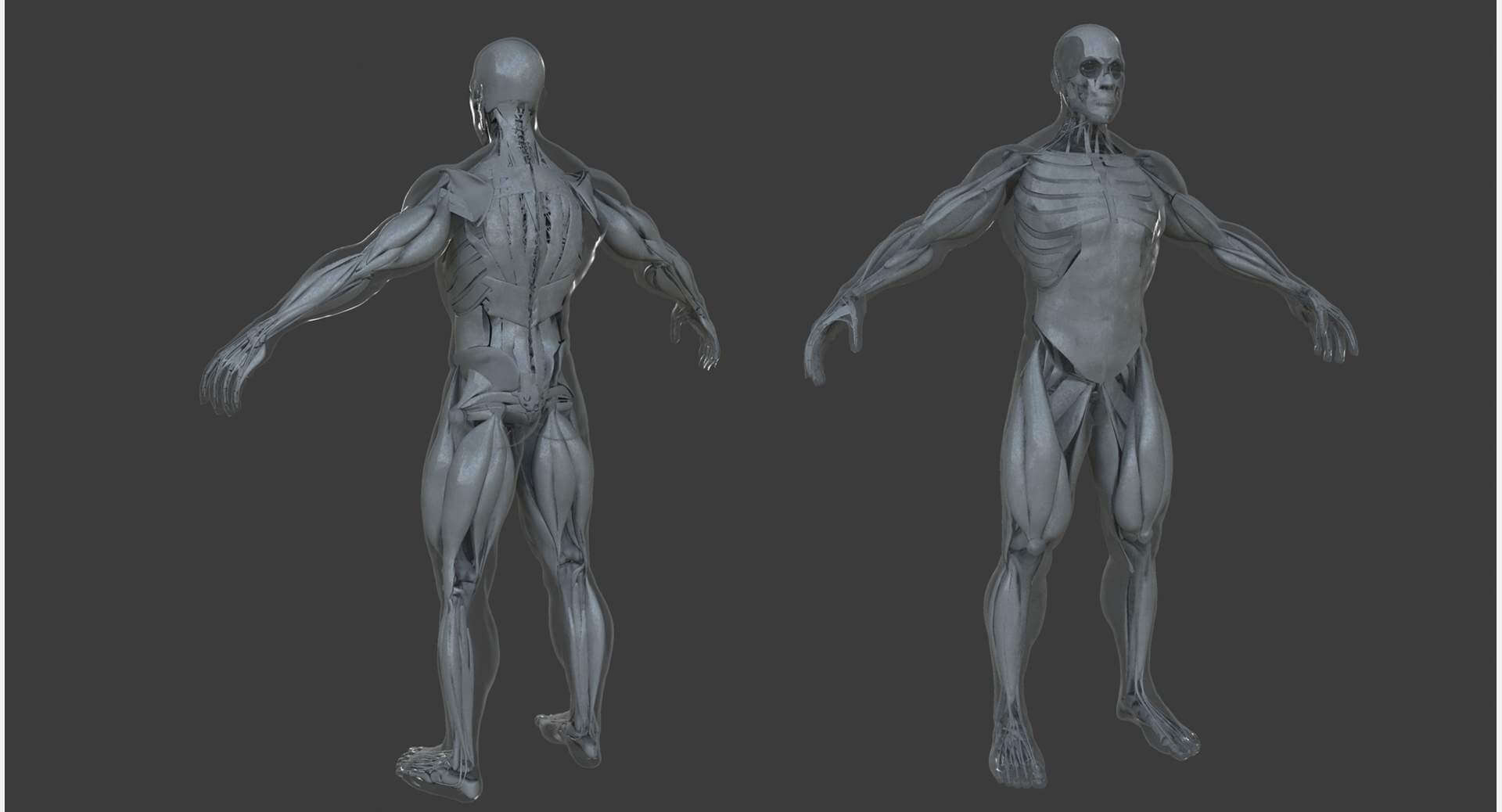 Ultimate Anatomy Project Combo - 3D Model by dcbittorf