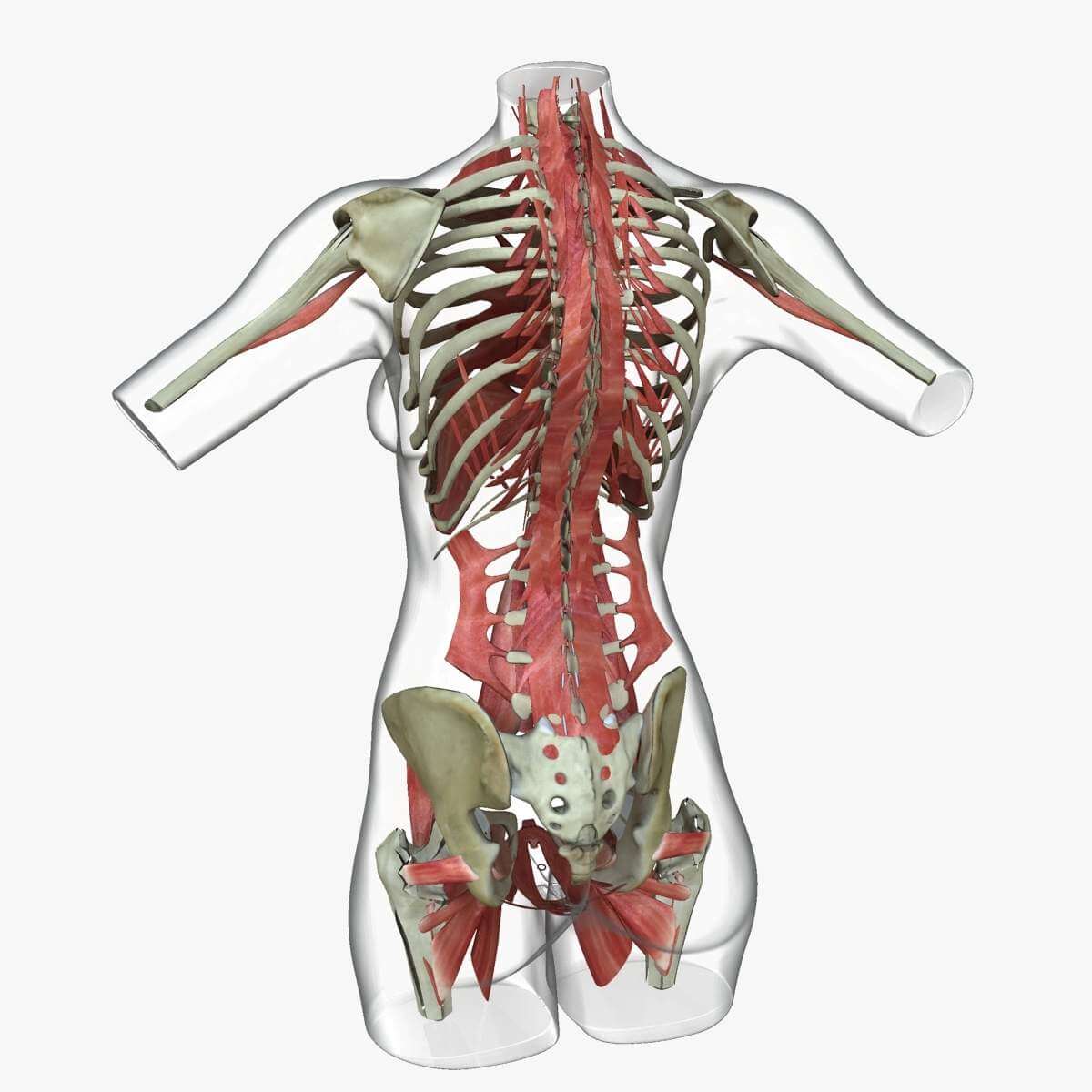 Ultimate Complete Female Torso Anatomy - 3D Model by dcbittorf