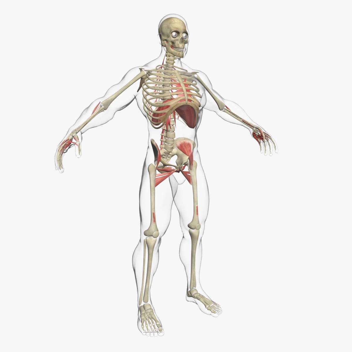 Ultimate Complete Male Anatomy - 3D Model by dcbittorf