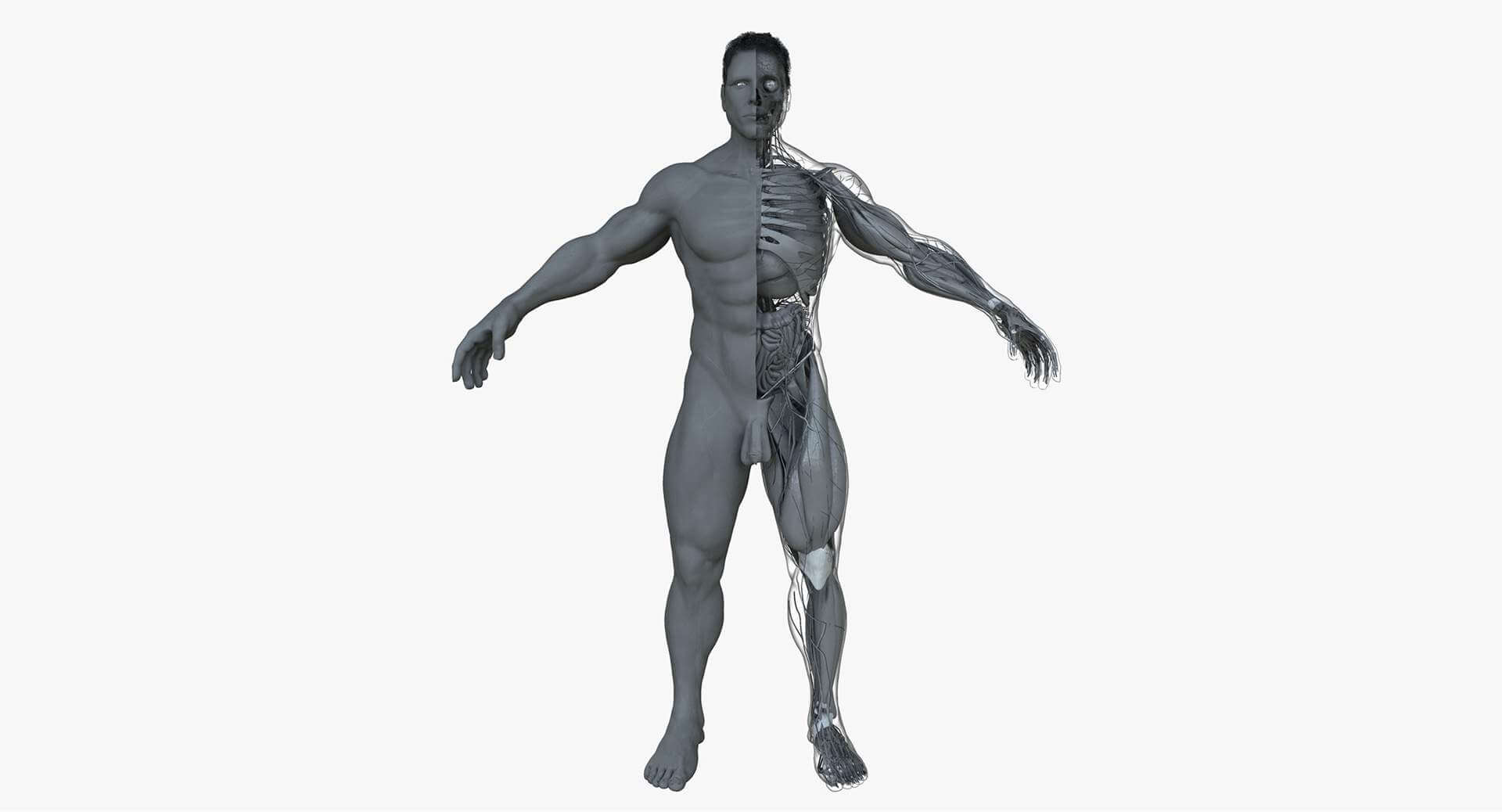 Ultimate Male Anatomy Project - 3D Model by dcbittorf