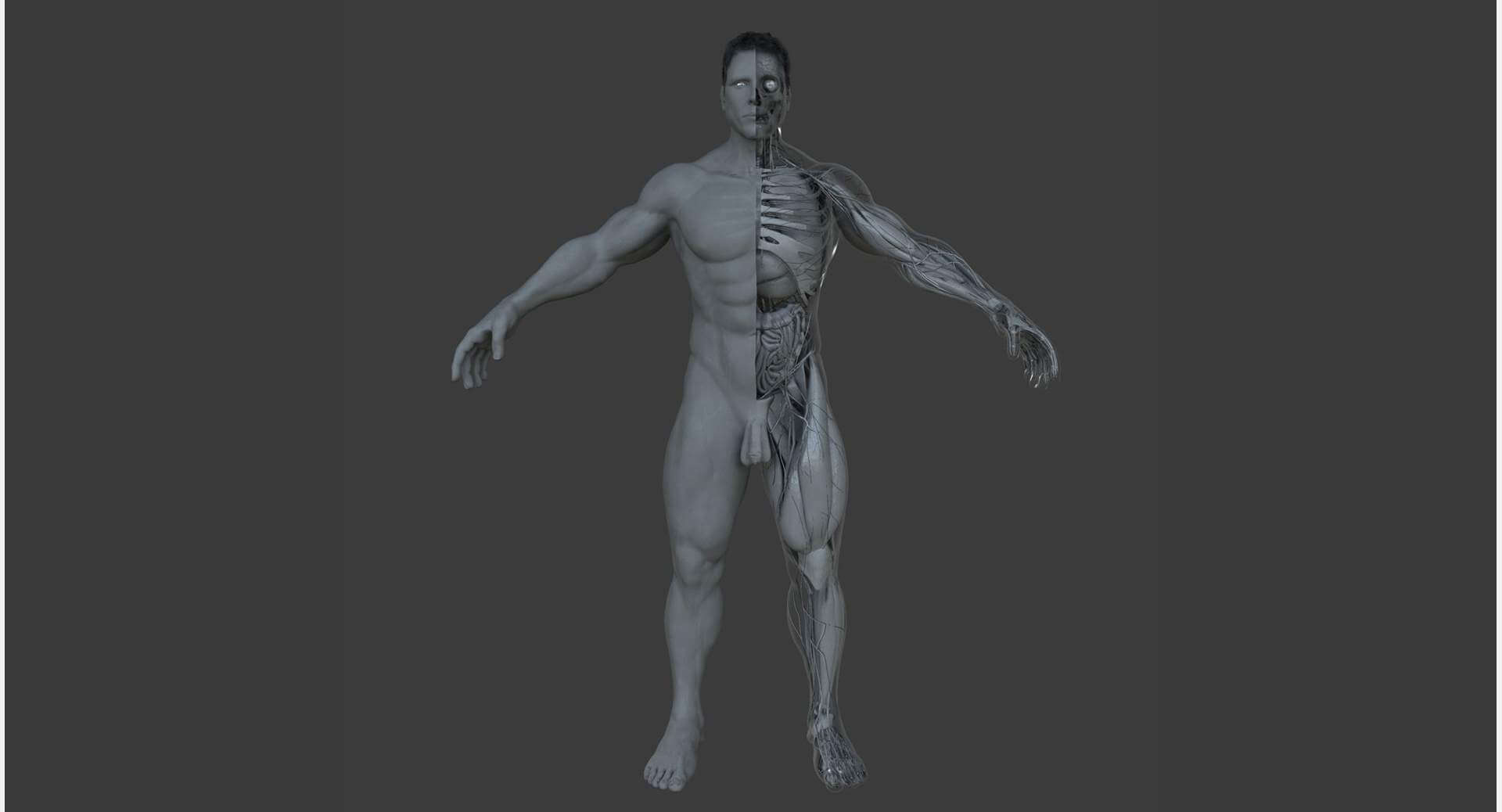 Ultimate Male Anatomy Project - 3D Model by dcbittorf