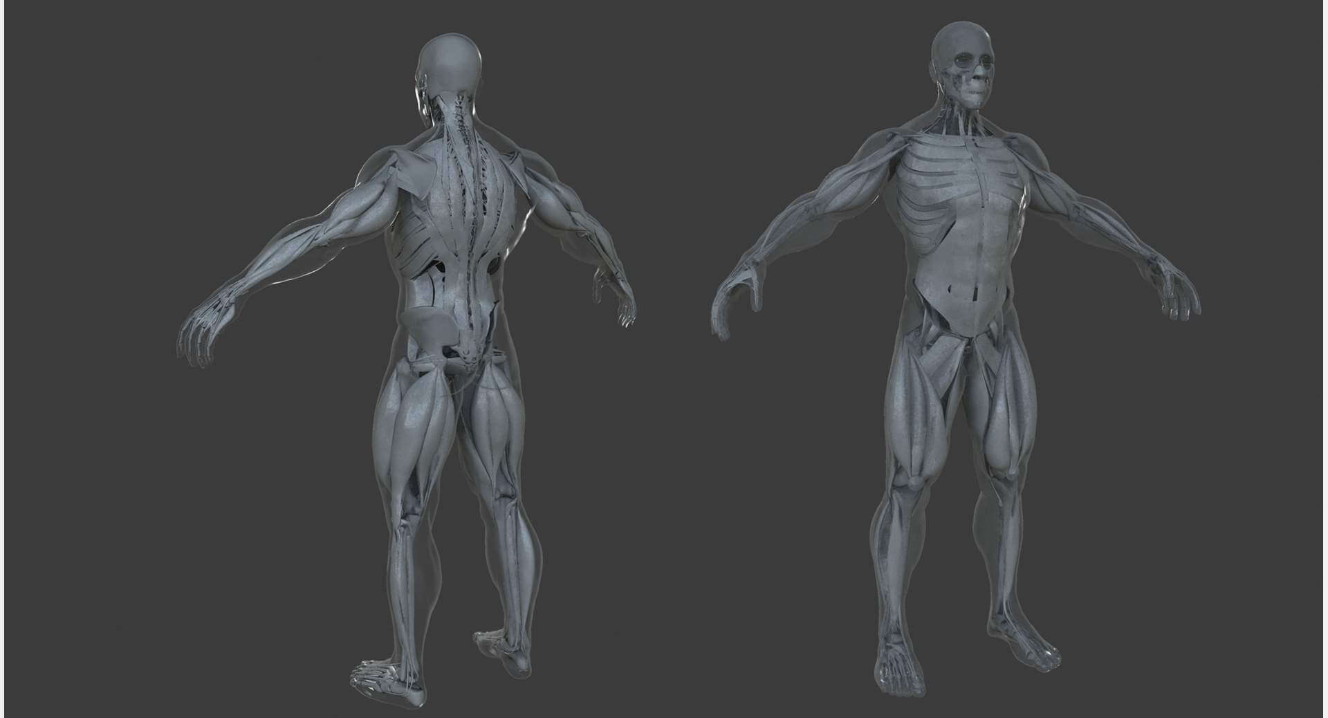 Ultimate Male Anatomy Project - 3D Model by dcbittorf