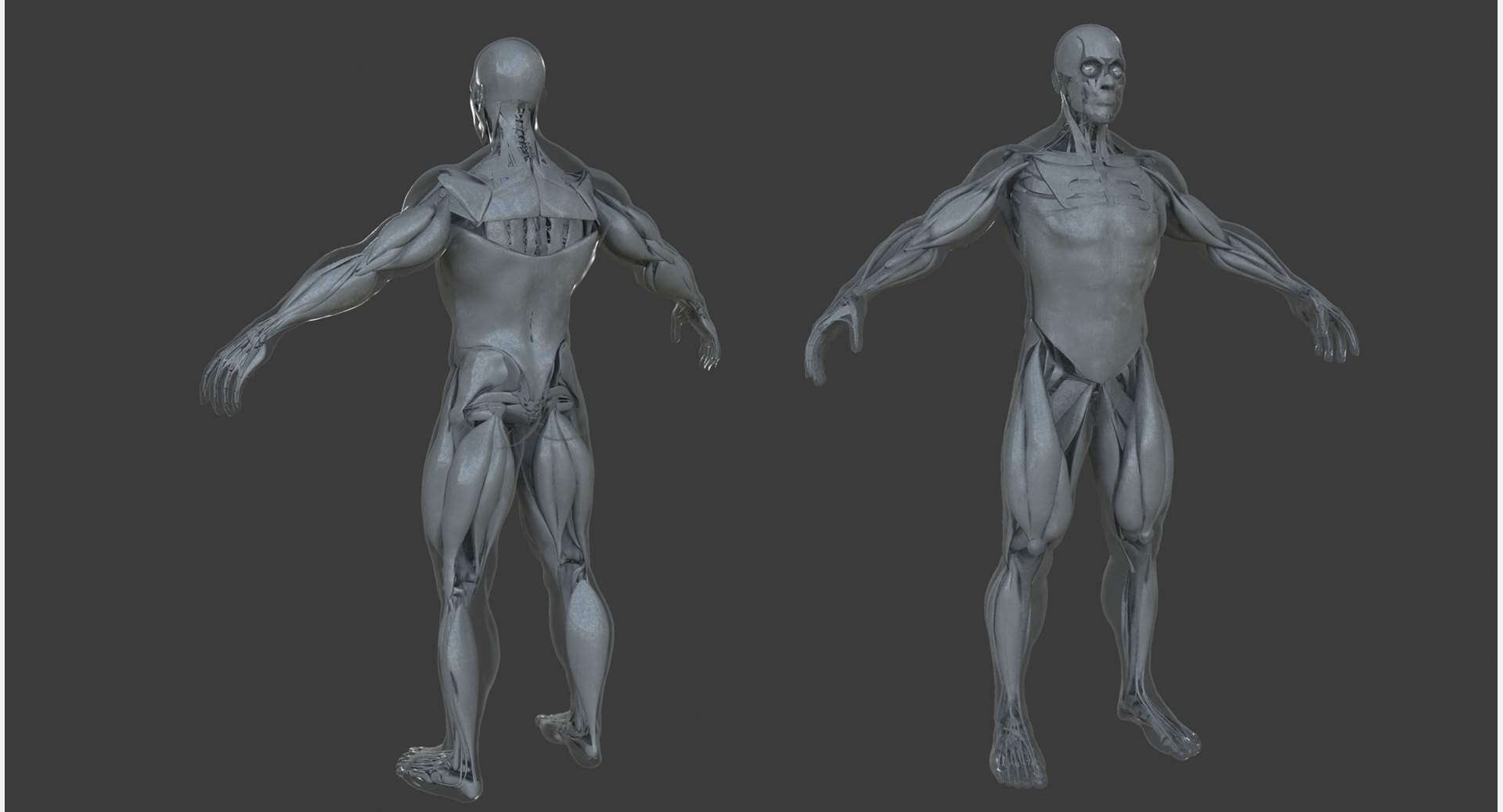 Ultimate Male Anatomy Project - 3D Model by dcbittorf