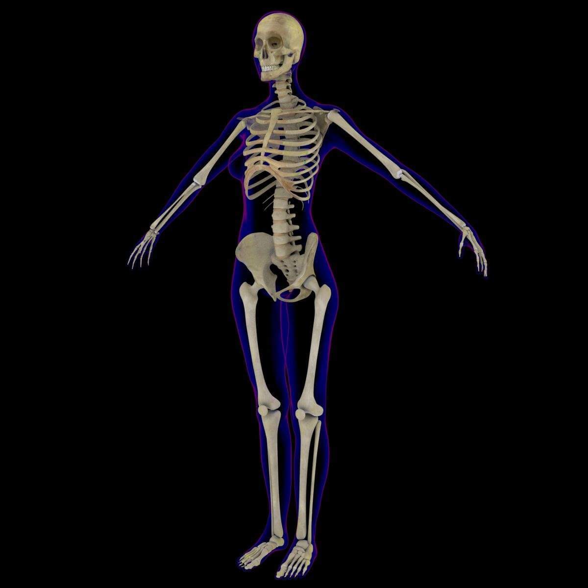 X-Ray Female Skeleton 3D Model by dcbittorf