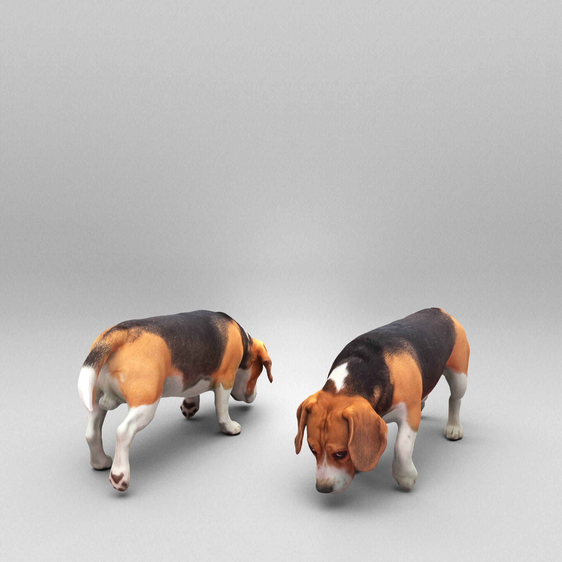 Beagle dog 40 - 3D Model by deep3dstudio