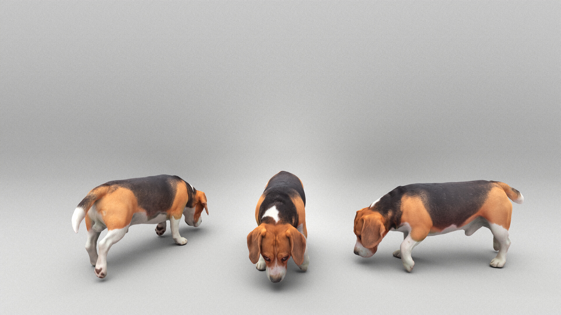 Beagle dog 40 - 3D Model by deep3dstudio