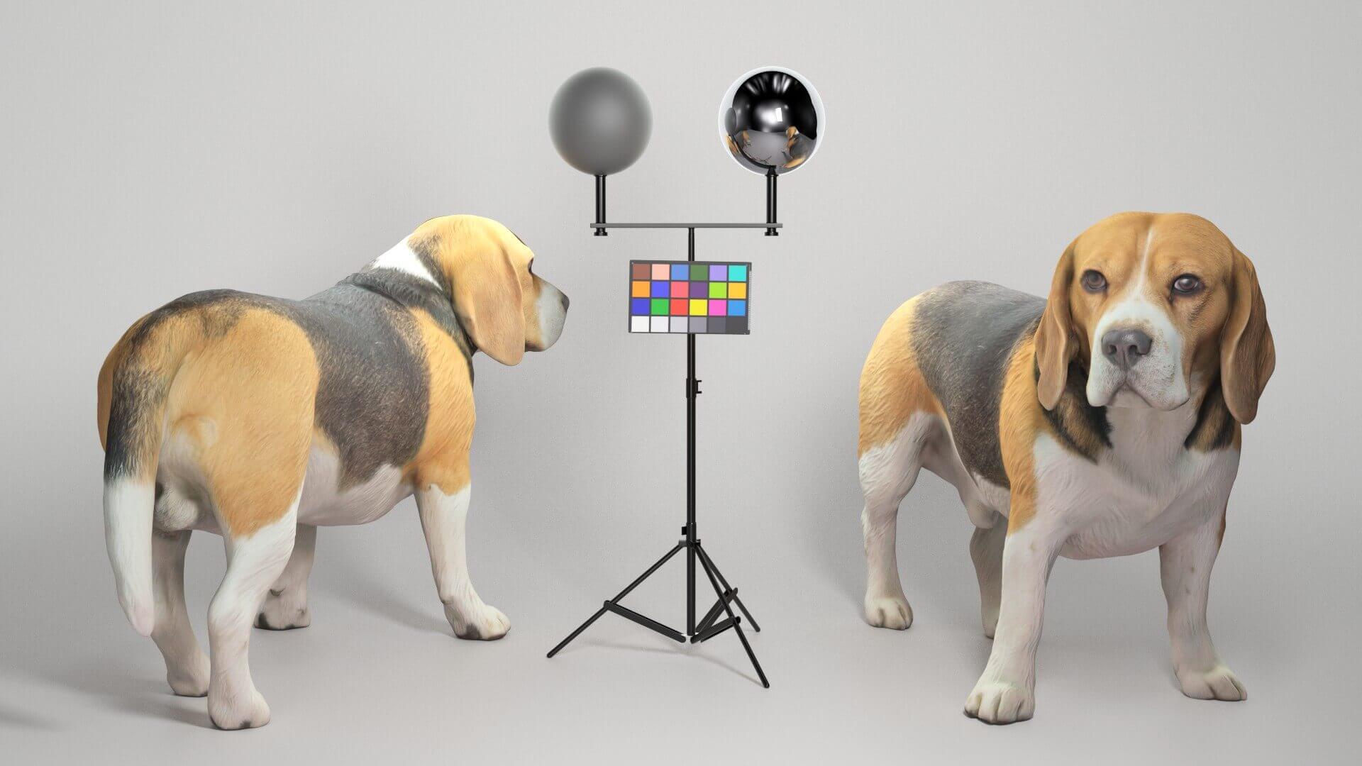 Beagle Dog 09 - 3D Model by deep3dstudio